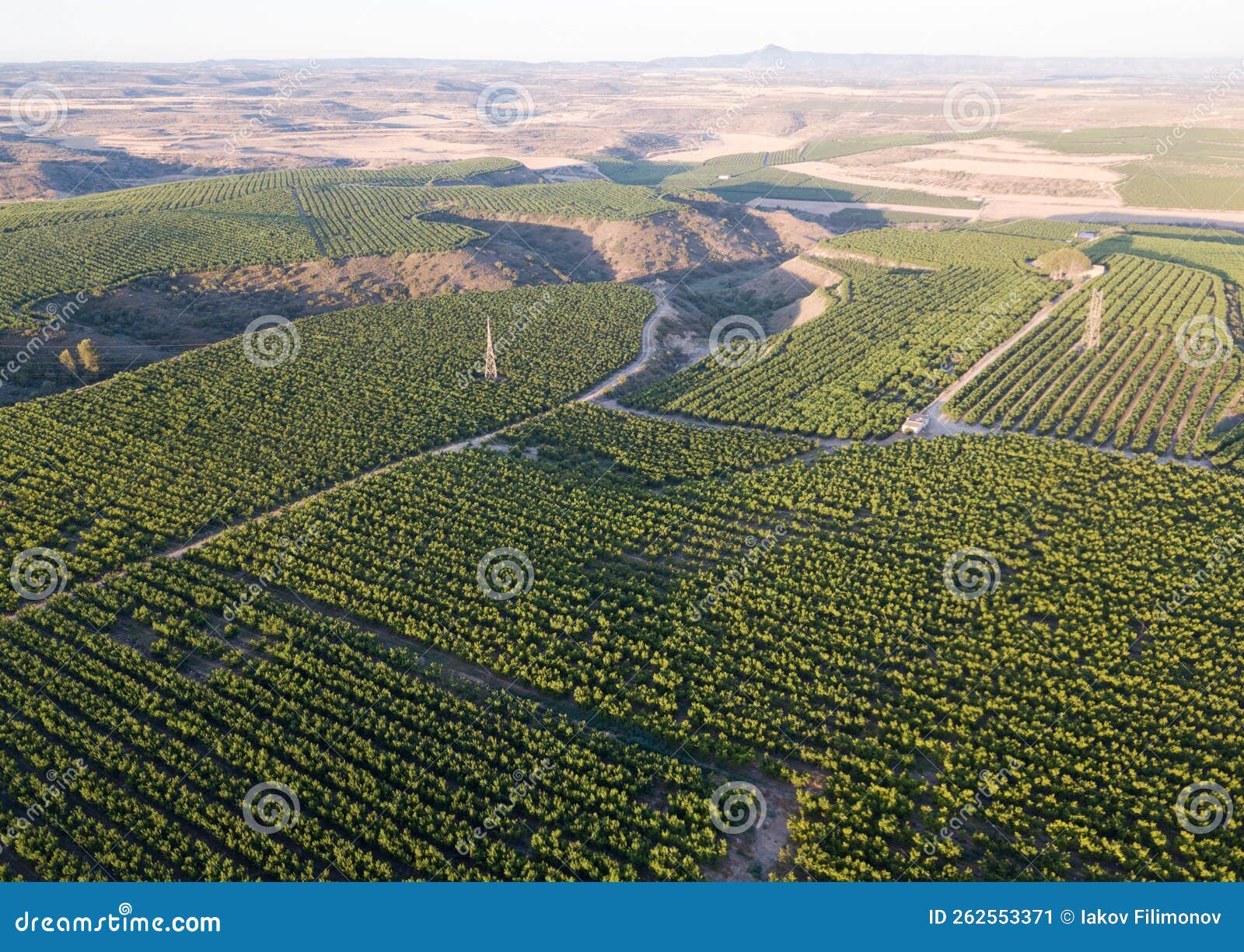 Field with peach trees stock image. Image of grove, solar - 262553371