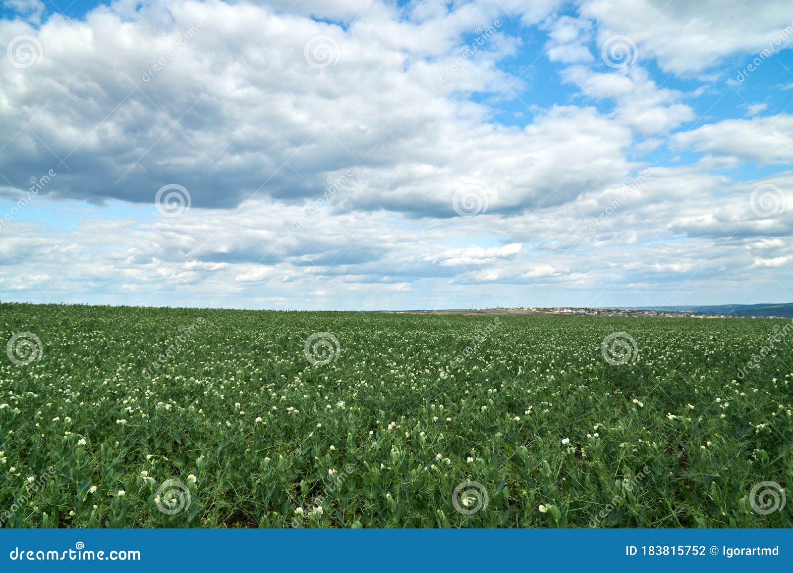 Field of peas stock photo. Image of growing, foliage - 183815752