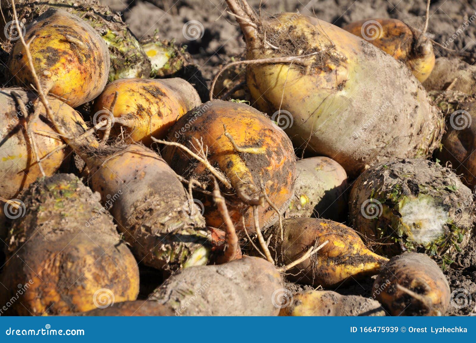 In the Field on the Pile are Fodder Beets Stock Image - Image of ...