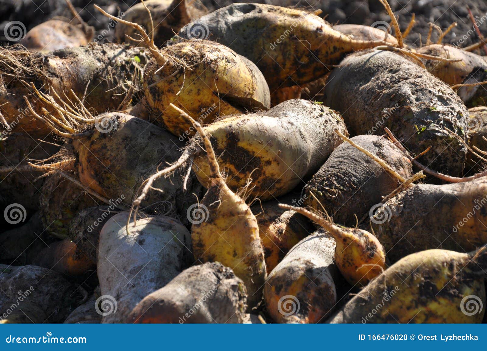 In the Field on the Pile are Fodder Beets Stock Photo - Image of mangel ...
