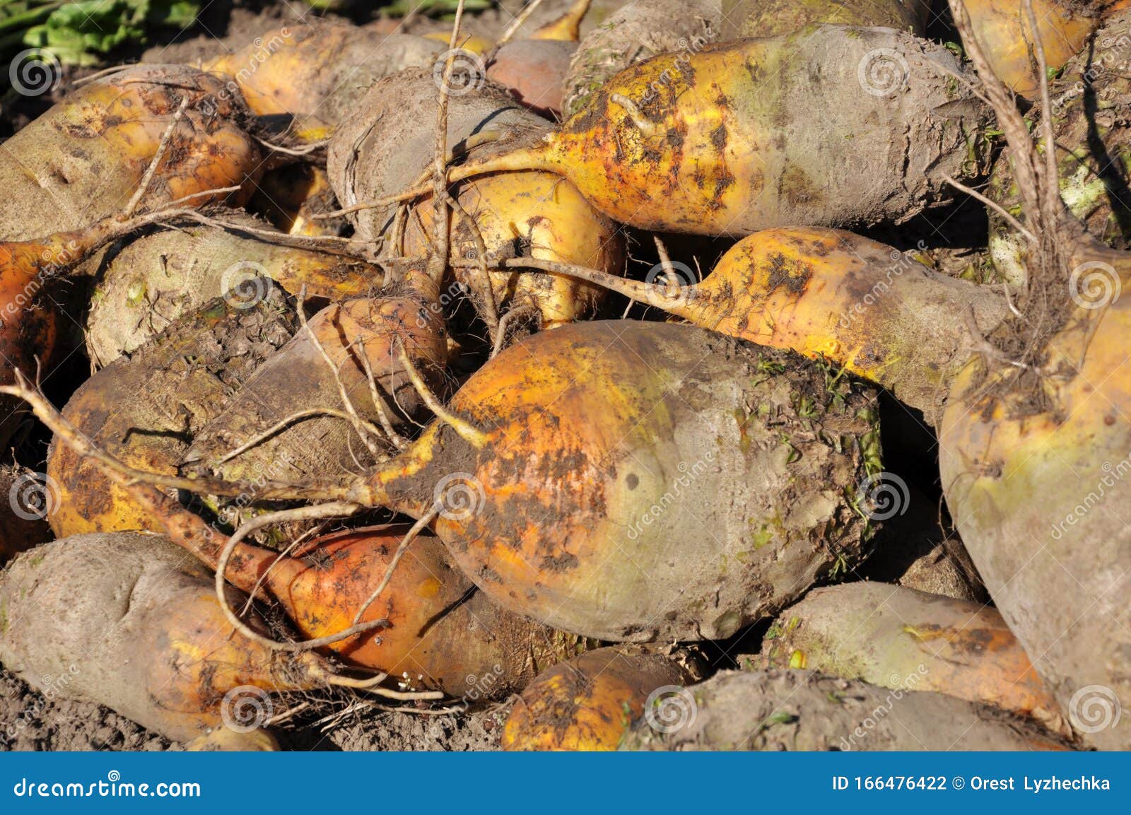 In the Field on the Pile are Fodder Beets Stock Photo - Image of ...