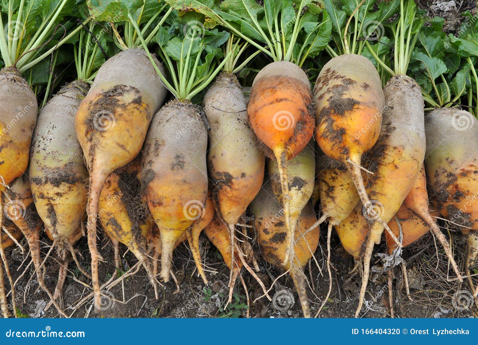 In the Field on the Pile are Fodder Beets Stock Photo - Image of fresh ...