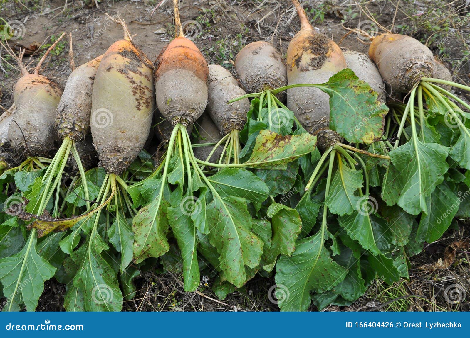 In the Field on the Pile are Fodder Beets Stock Photo - Image of garden ...