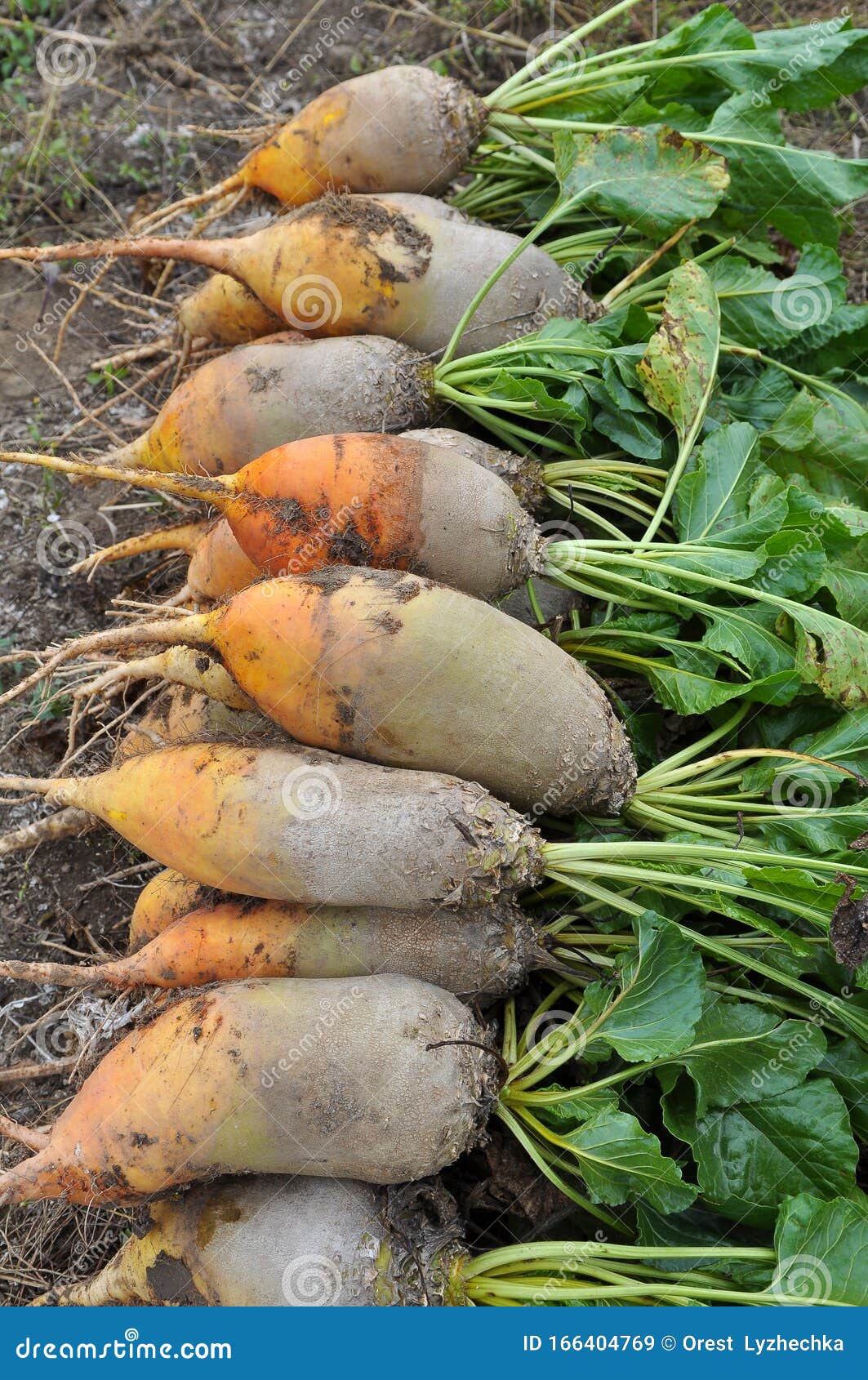 In the Field on the Pile are Fodder Beets Stock Image - Image of ...