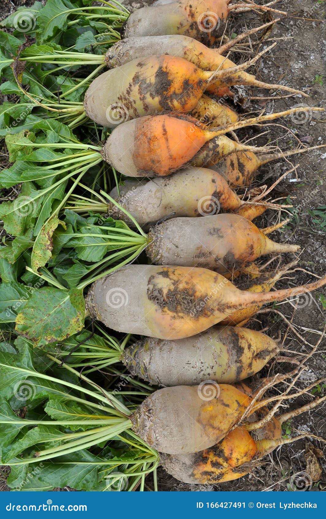 In the Field on the Pile are Fodder Beets Stock Image - Image of ...