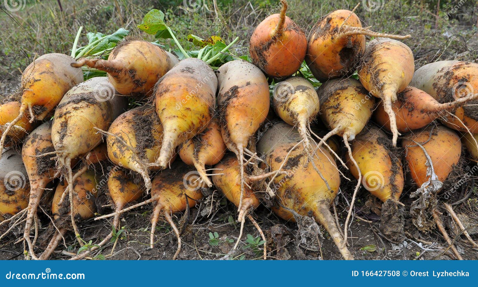 In the Field on the Pile are Fodder Beets Stock Photo - Image of ...