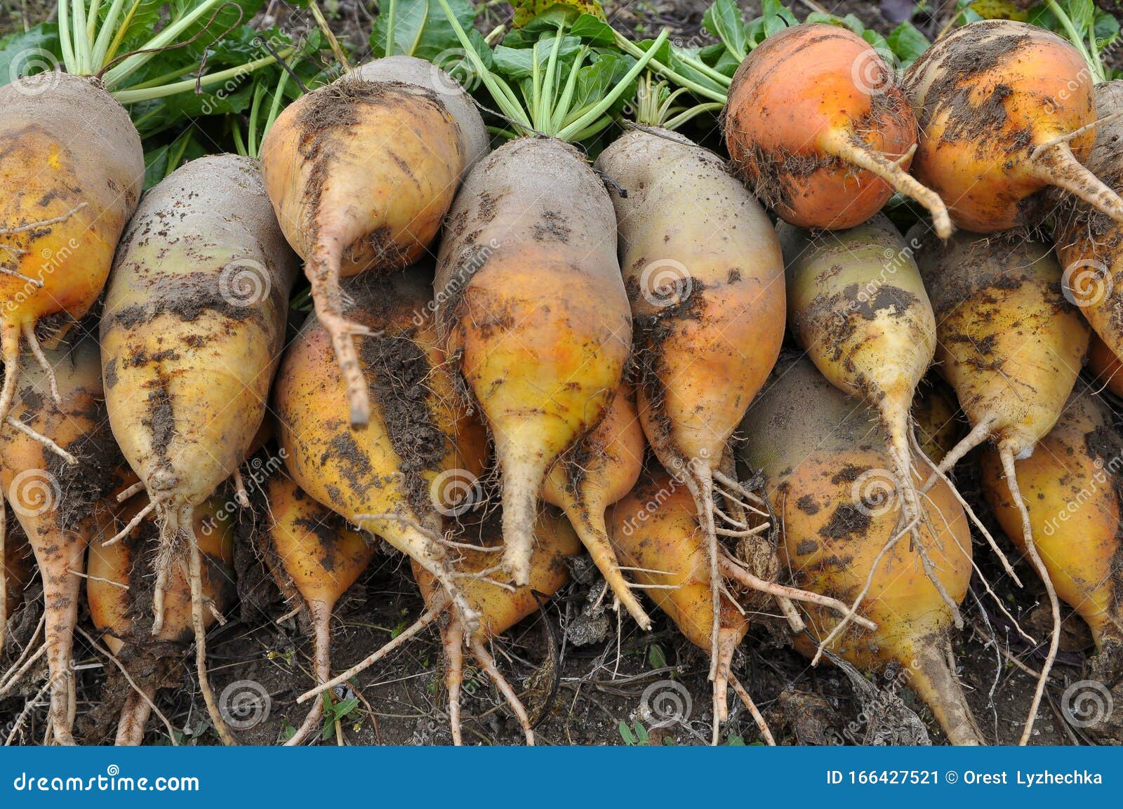 In the Field on the Pile are Fodder Beets Stock Image - Image of ...