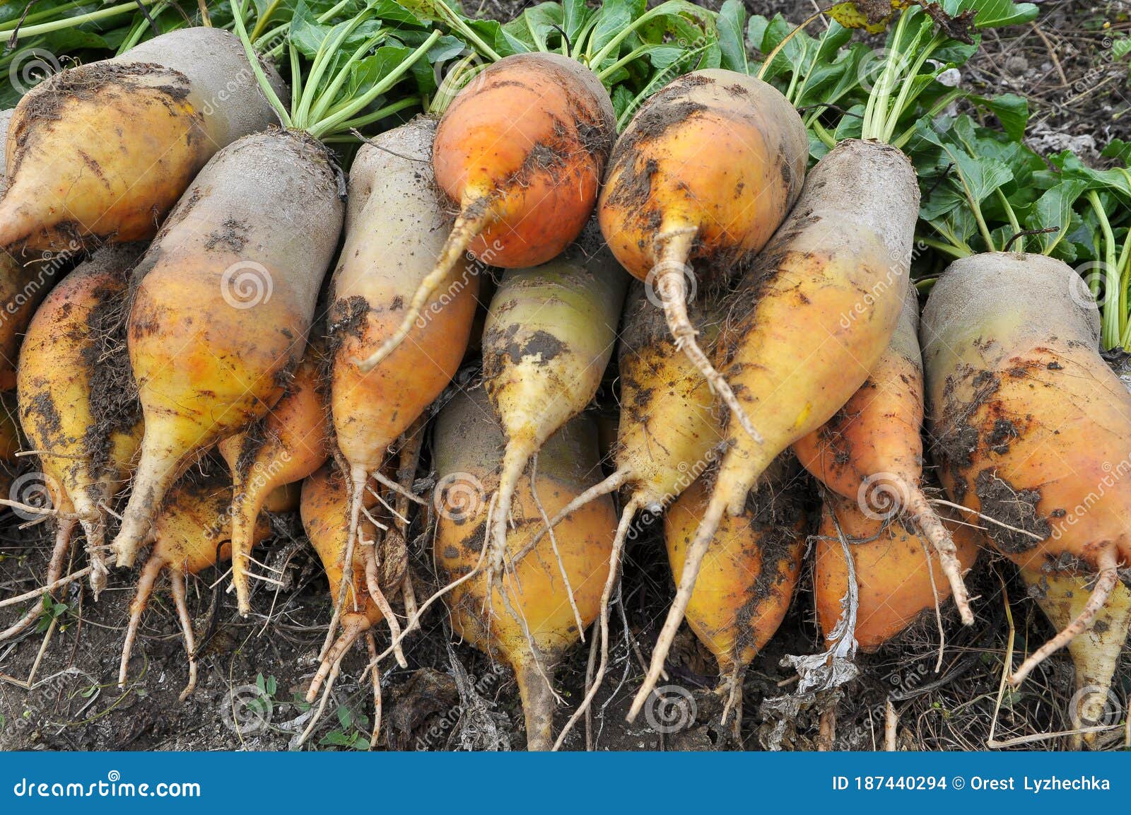 In the Field on the Pile are Fodder Beets Stock Photo - Image of ...