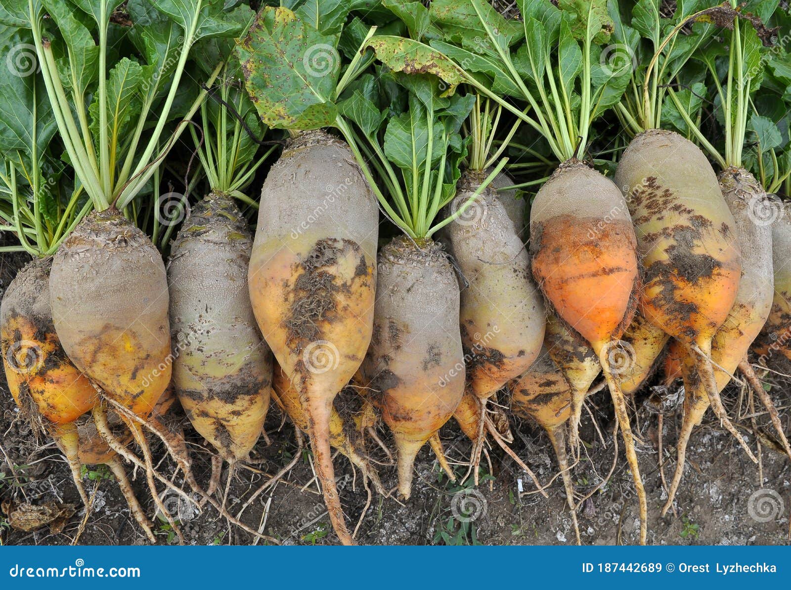 In the Field on the Pile are Fodder Beets Stock Image - Image of ...