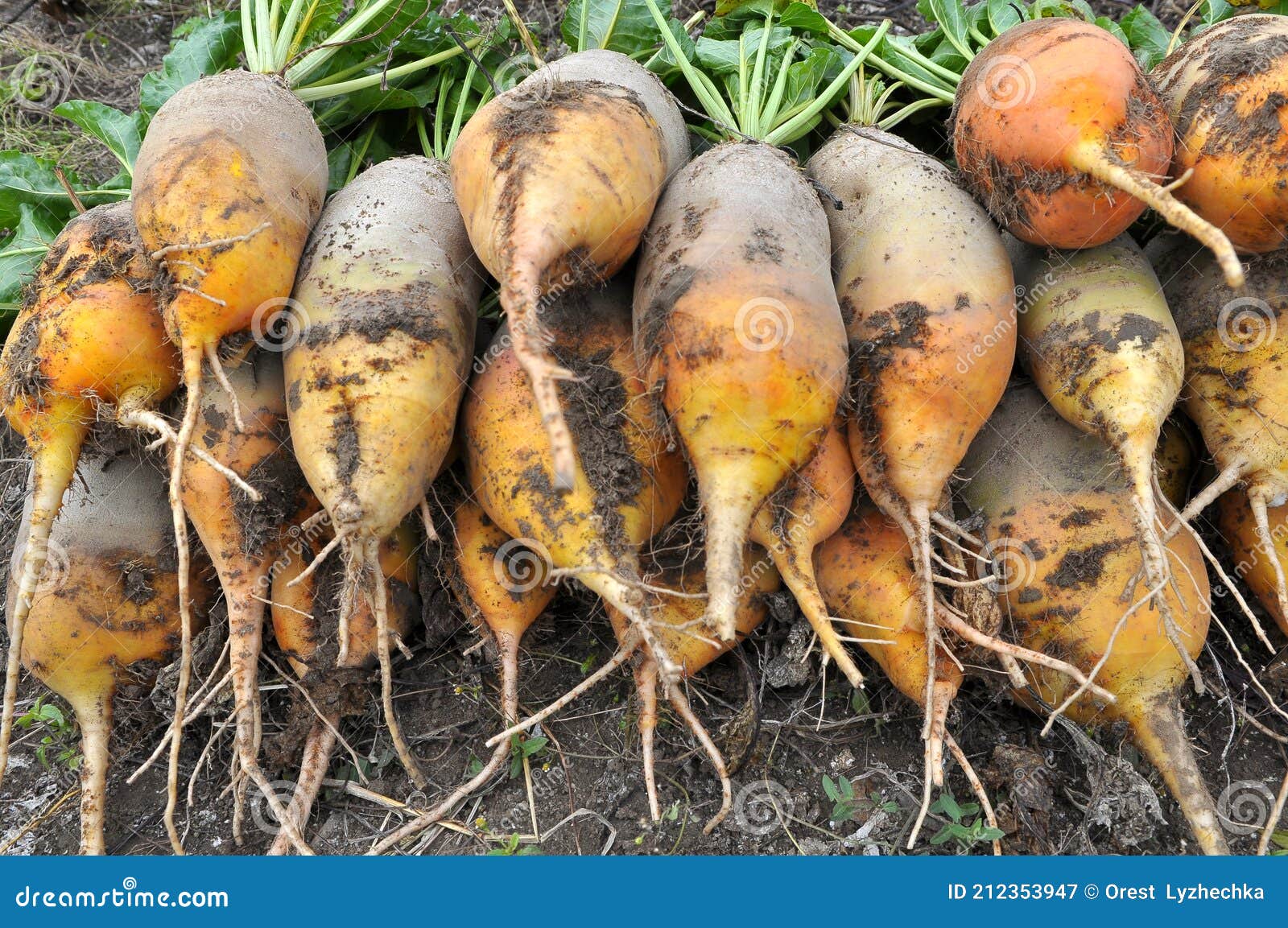 In the Field on the Pile are Fodder Beets Stock Image - Image of feed ...