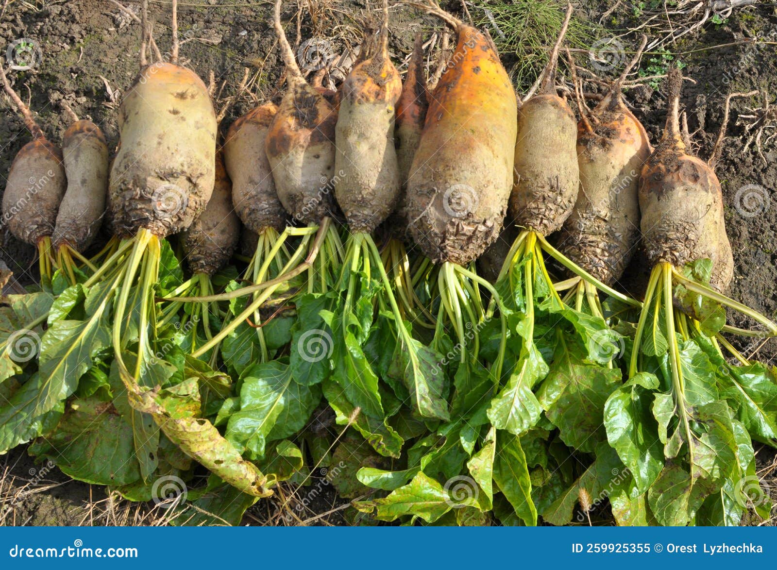 In the Field on the Pile are Fodder Beets Stock Image - Image of autumn ...