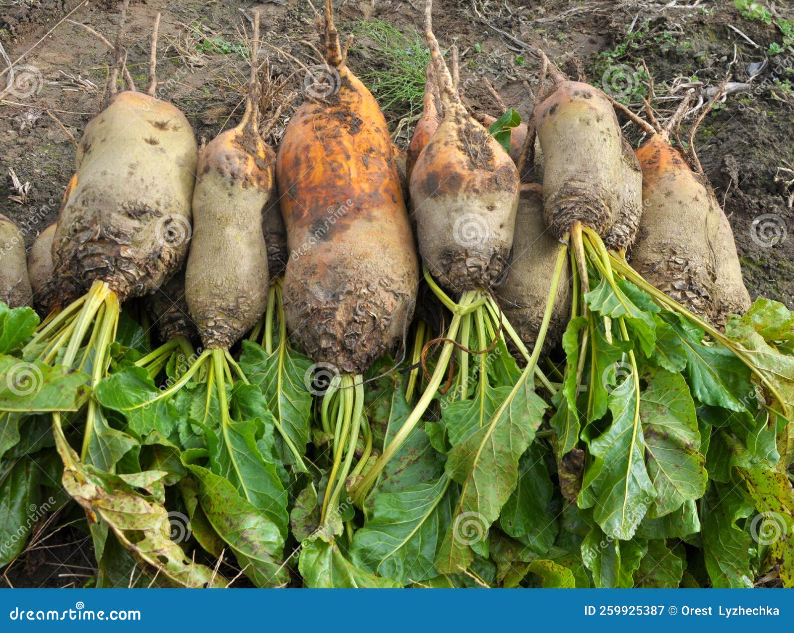 In the Field on the Pile are Fodder Beets Stock Image - Image of brown ...