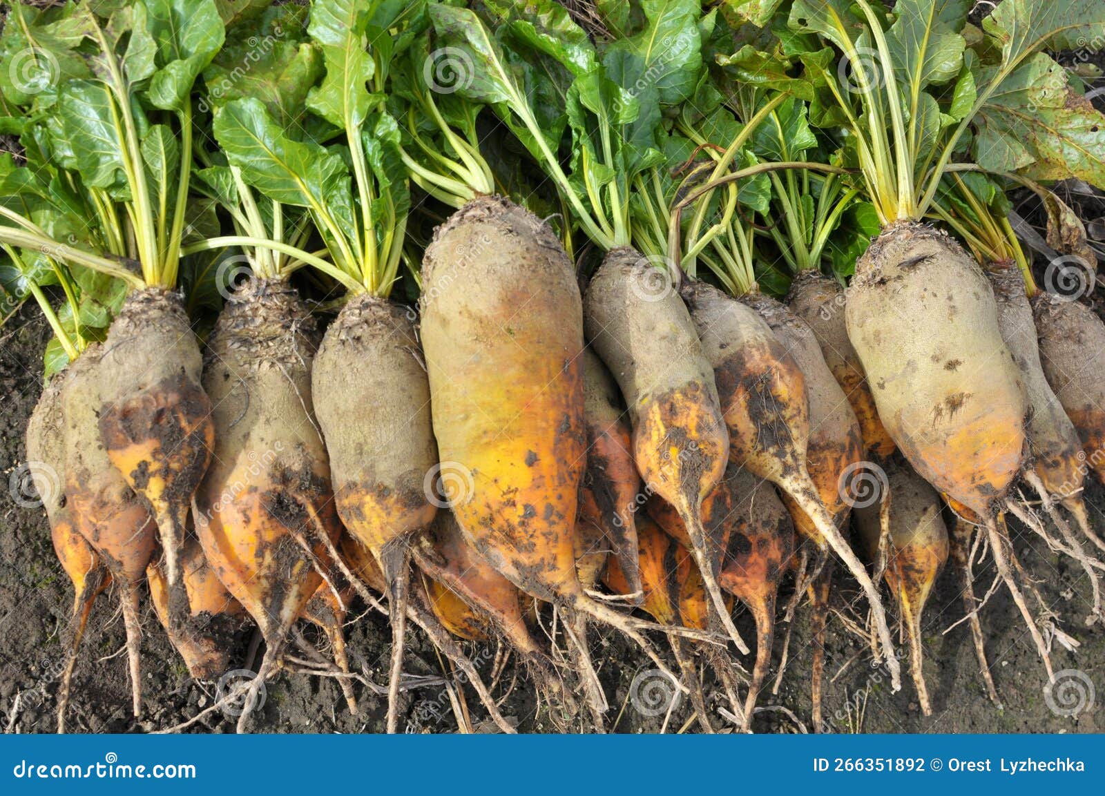 In the Field on the Pile are Fodder Beets Stock Photo - Image of farmer ...