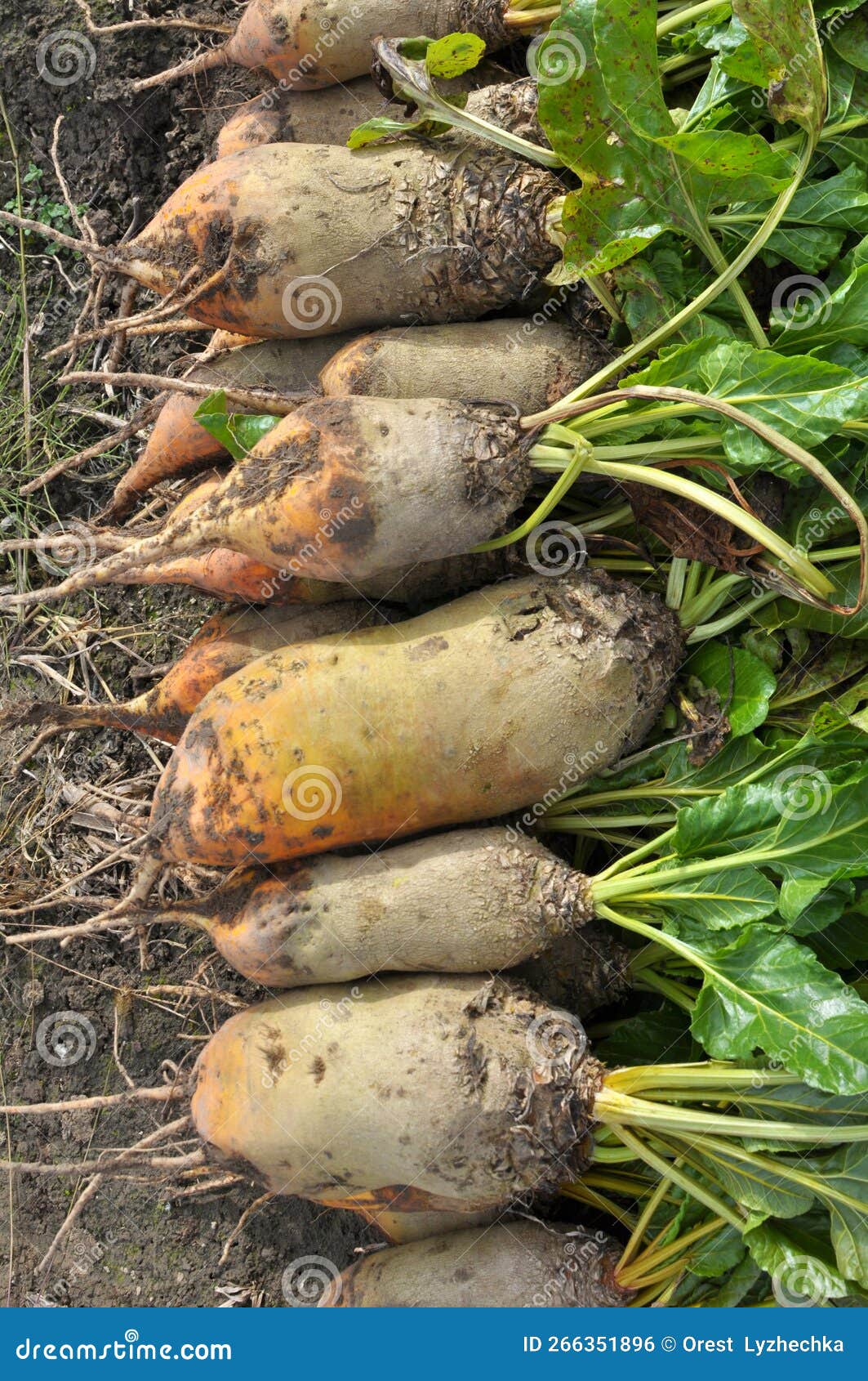 In the Field on the Pile are Fodder Beets Stock Photo - Image of gold ...