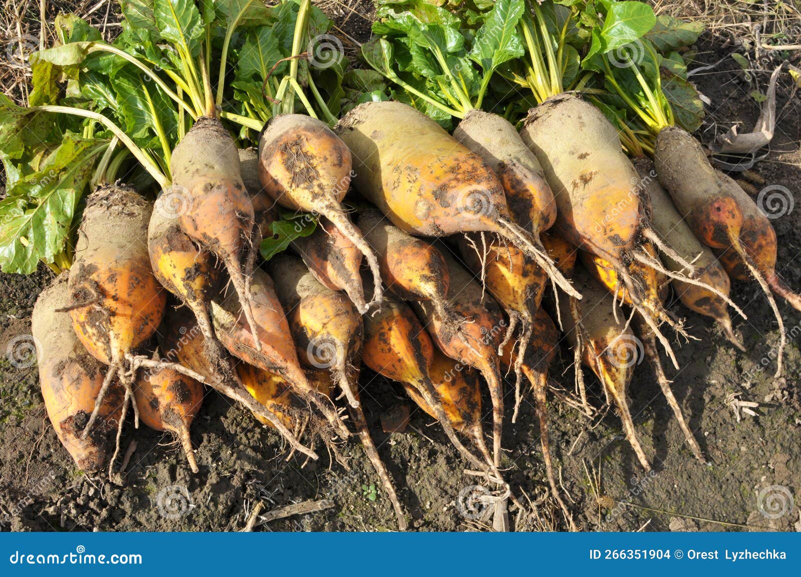 In the Field on the Pile are Fodder Beets Stock Photo - Image of ...