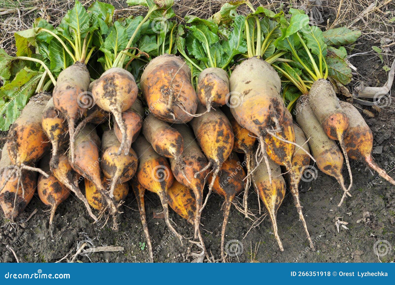 In the Field on the Pile are Fodder Beets Stock Photo - Image of ...