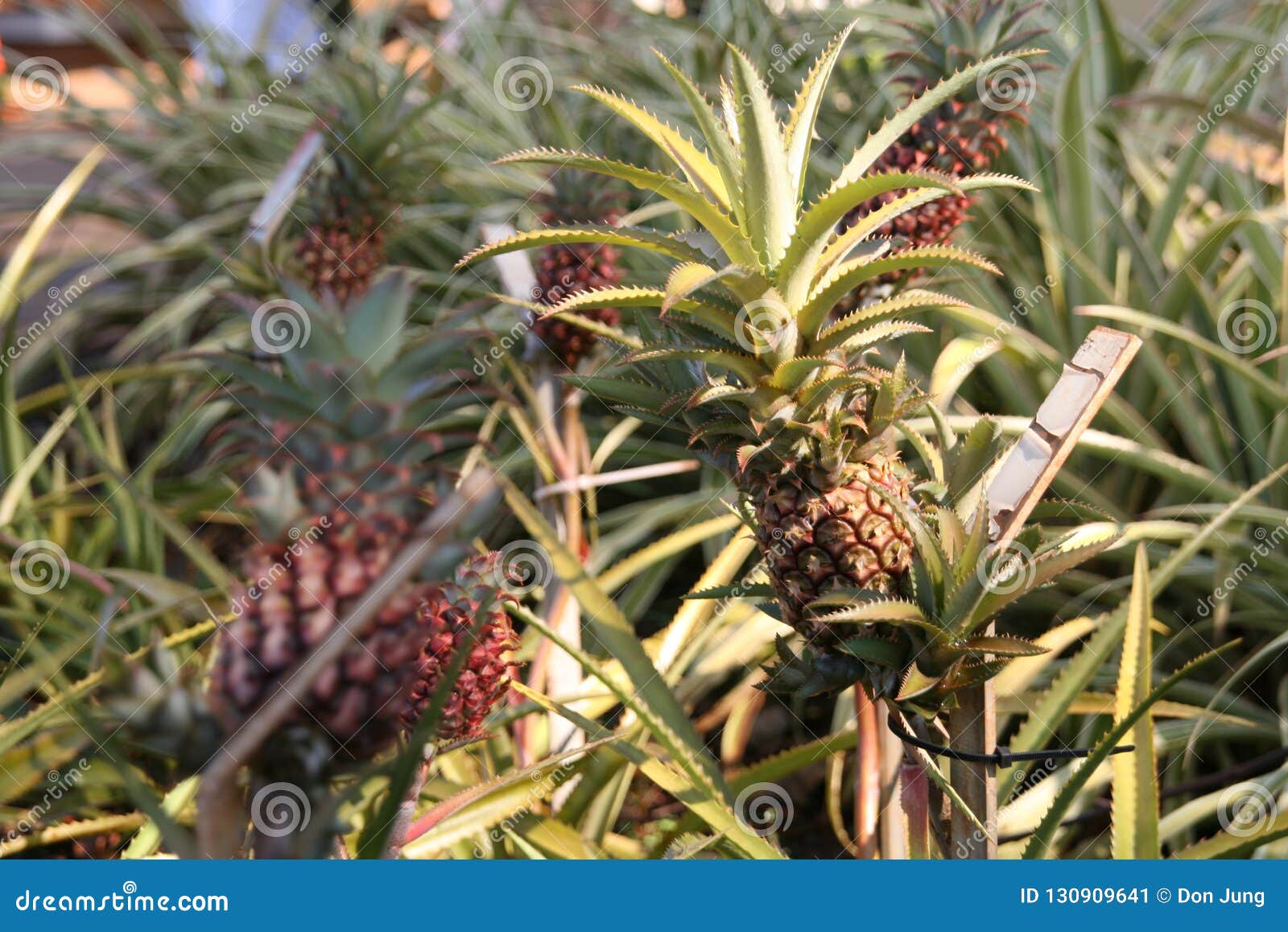 Field of Pineapples stock image. Image of crop, harvest - 130909641