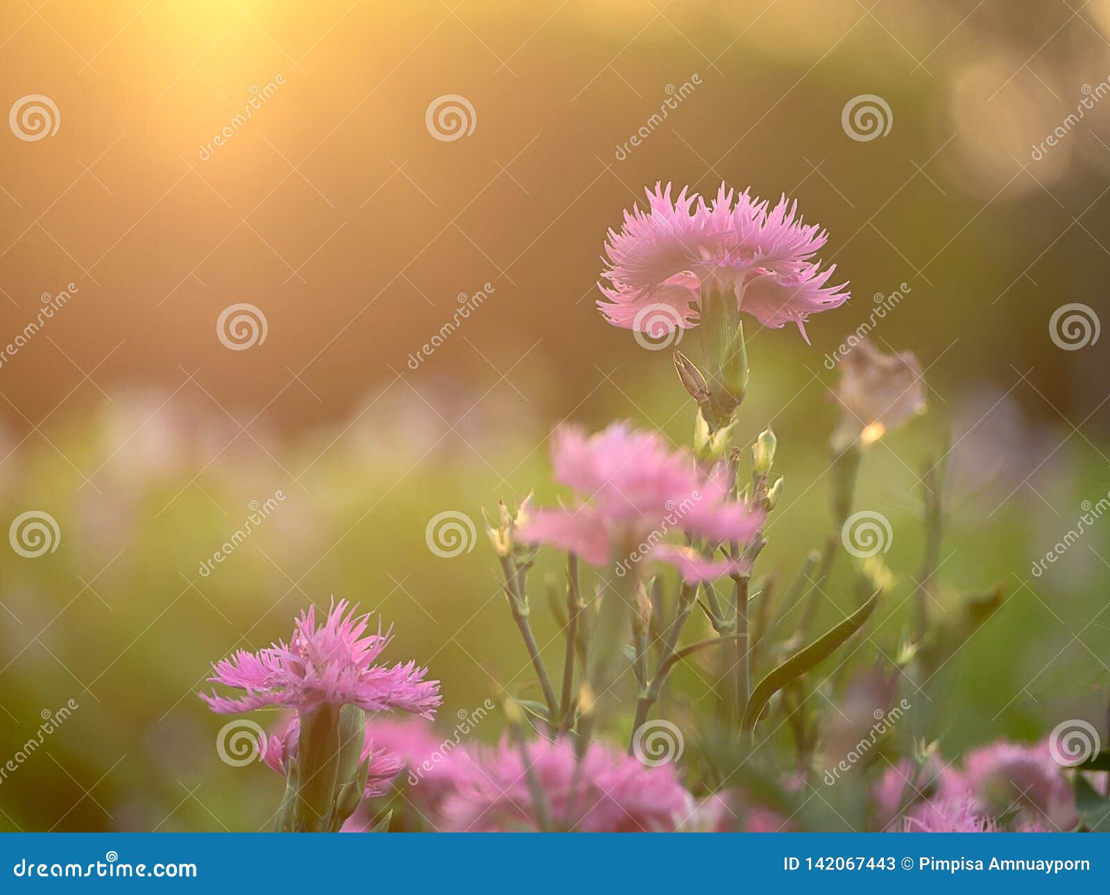 Field of Pink Carnation; Blooming Flowers on a Background Sunset Stock ...