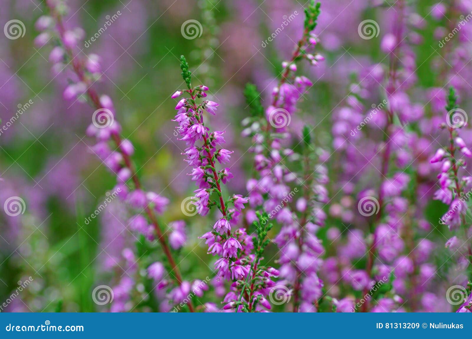 Field of pink heather stock image. Image of grass, garden - 81313209