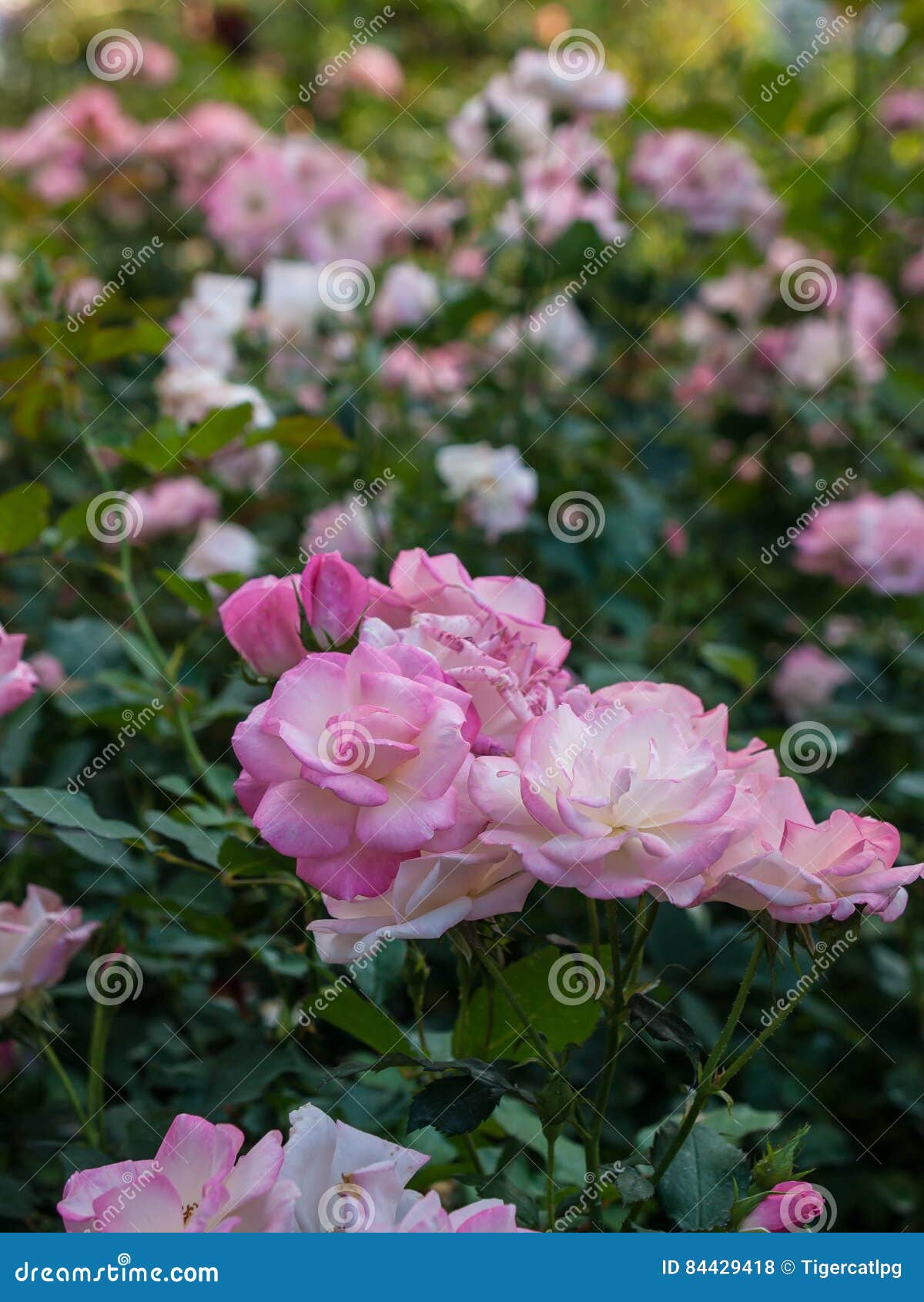 The field of pink roses stock photo. Image of meadow - 84429418