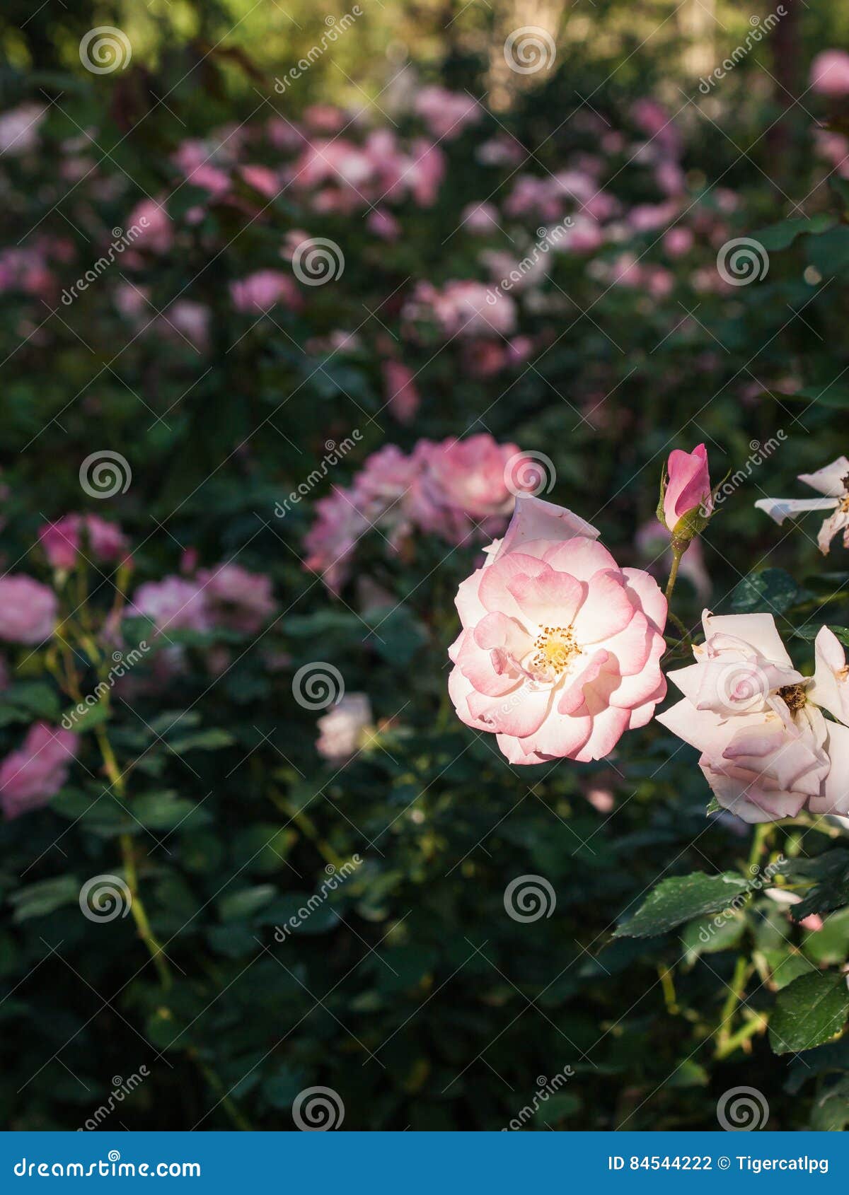 The field of pink roses stock photo. Image of colorful - 84544222