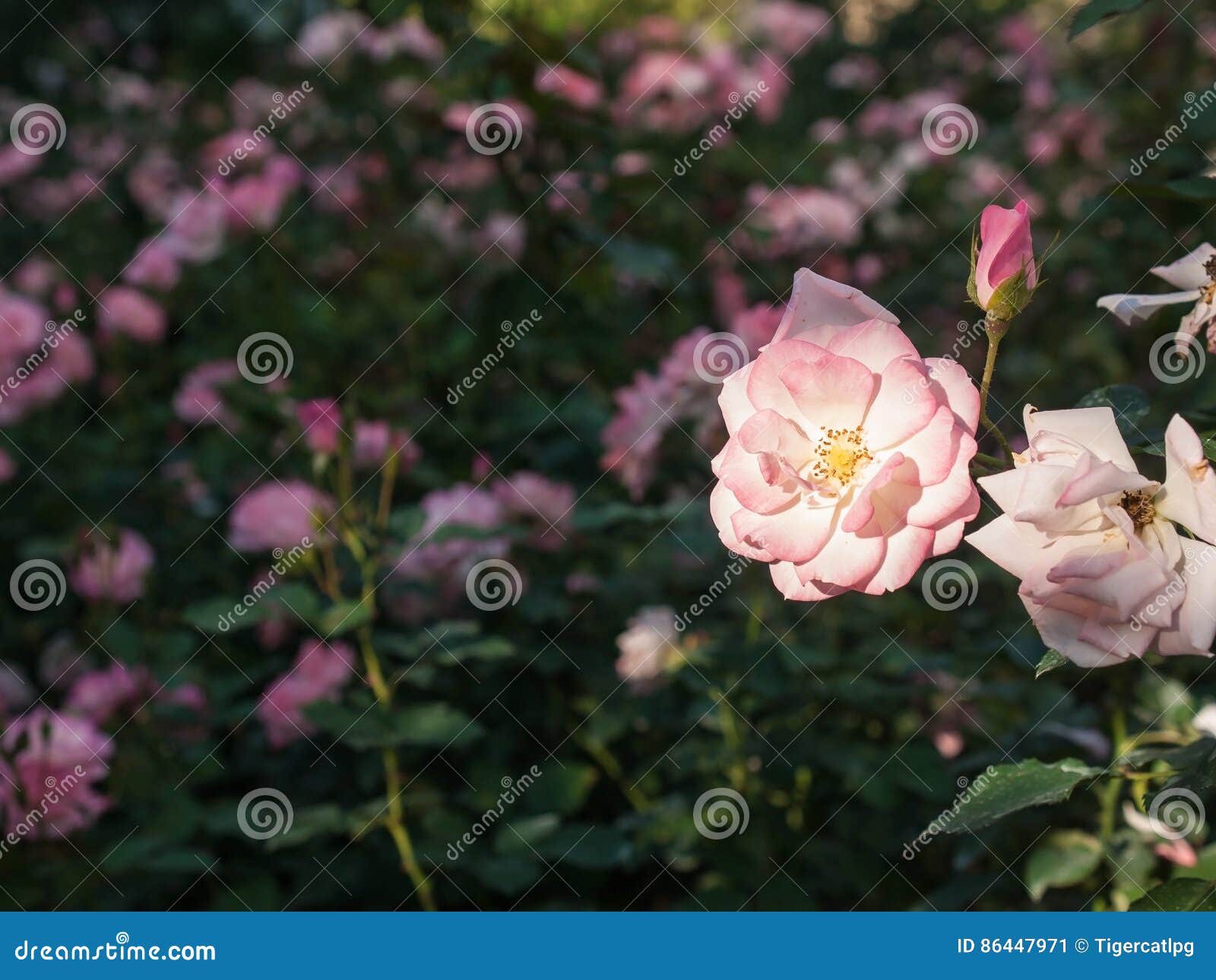 The field of pink roses stock image. Image of flowers - 86447971