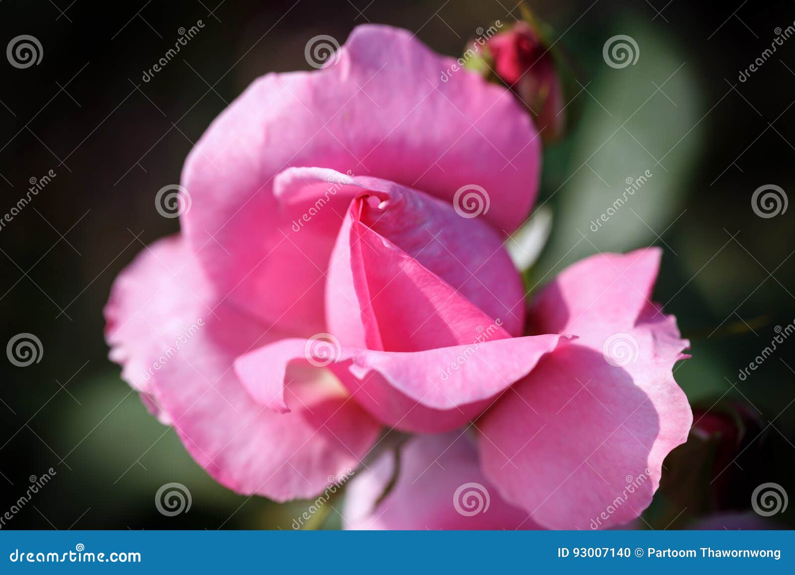 Field of pink roses stock photo. Image of gardening, closeup - 93007140