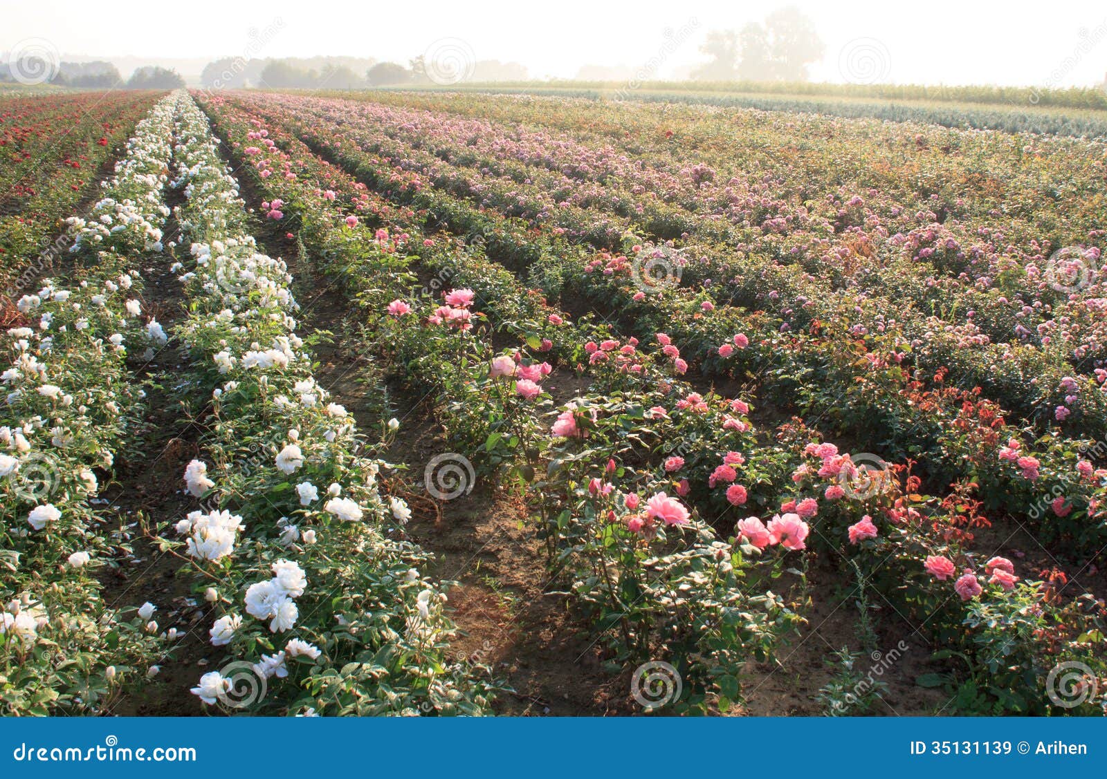 Field of pink roses stock image. Image of scene, still - 35131139