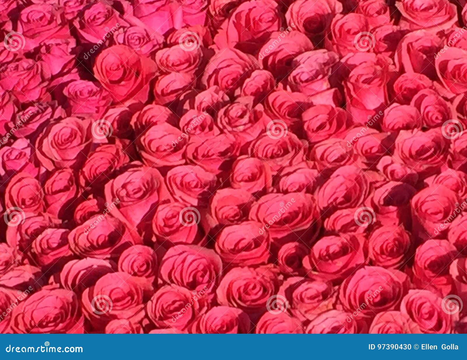 Field of pink roses stock photo. Image of tightly, packed - 97390430