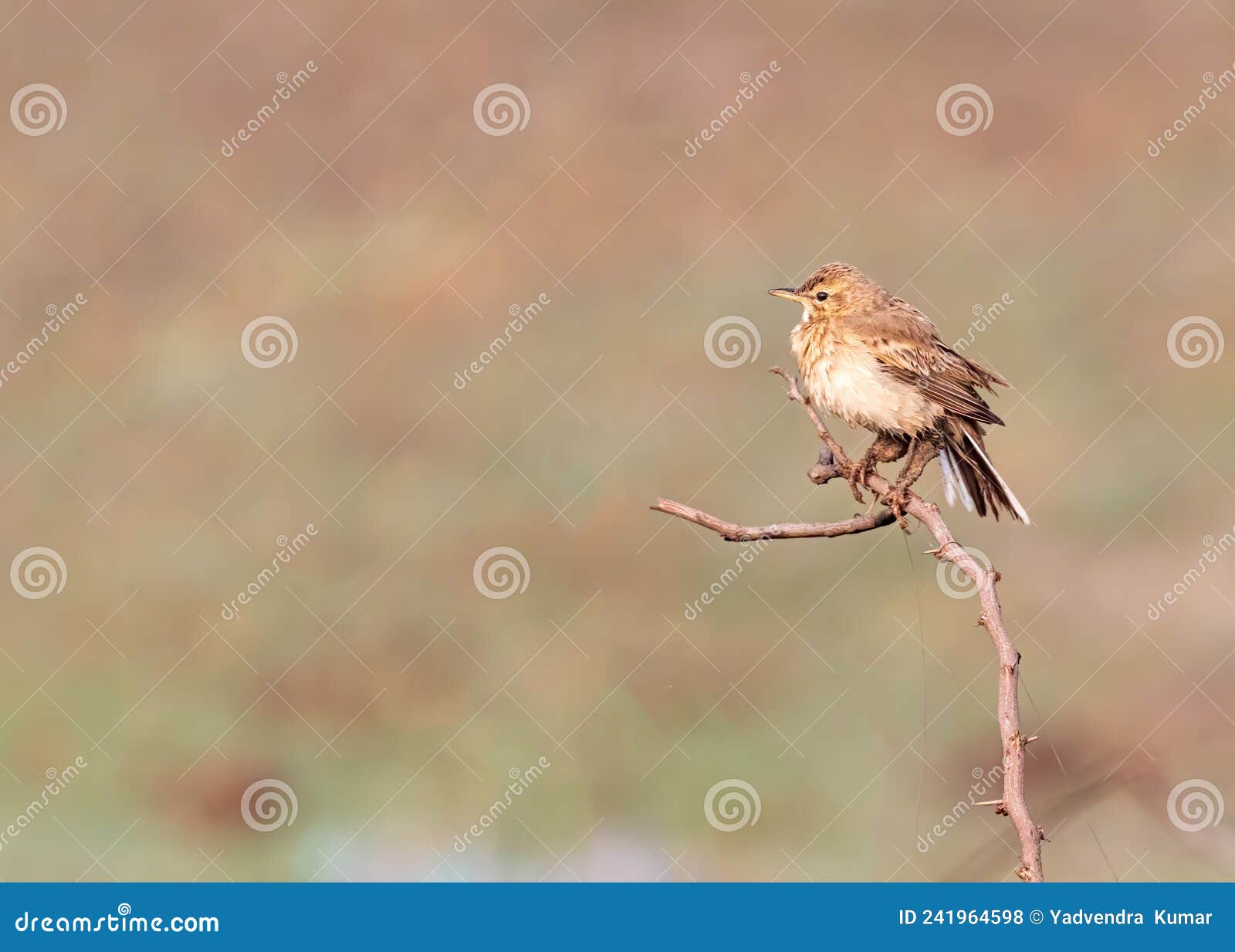 Field Pipit on a plant stock photo. Image of space, sing - 241964598