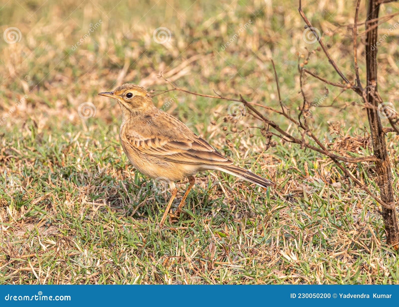 Field Pipit Portrait in the Grass Stock Photo - Image of birding, farm ...