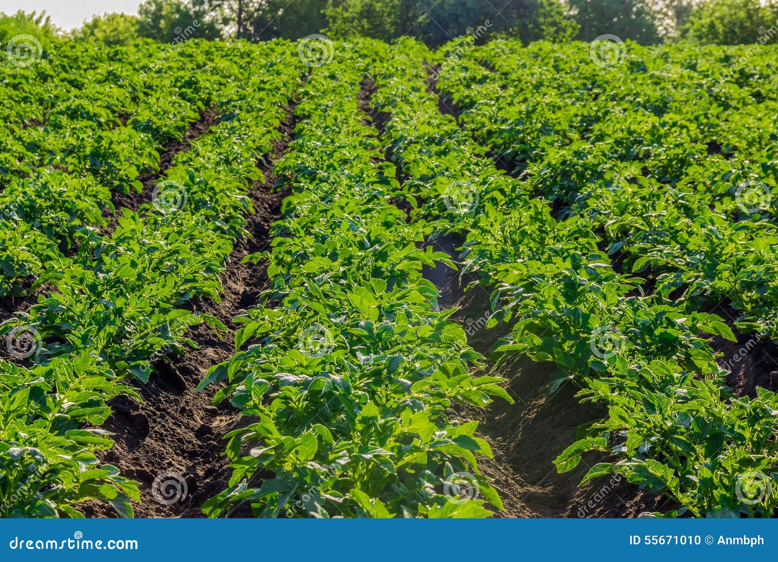Field with Plantation of Potatoes Stock Photo - Image of agronomy ...