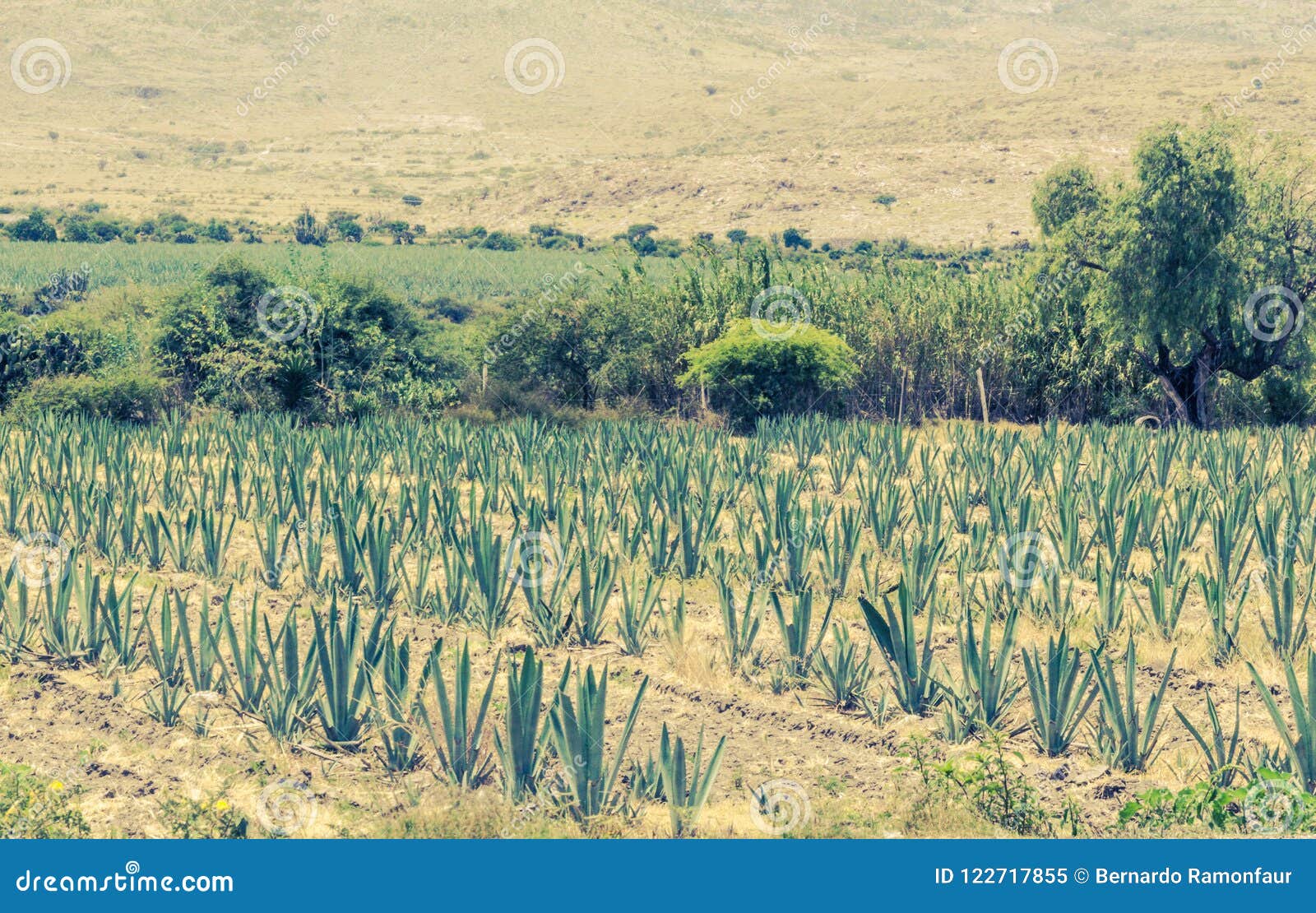 Field Planted with Agave Plants Stock Image - Image of mexzcal, natural ...