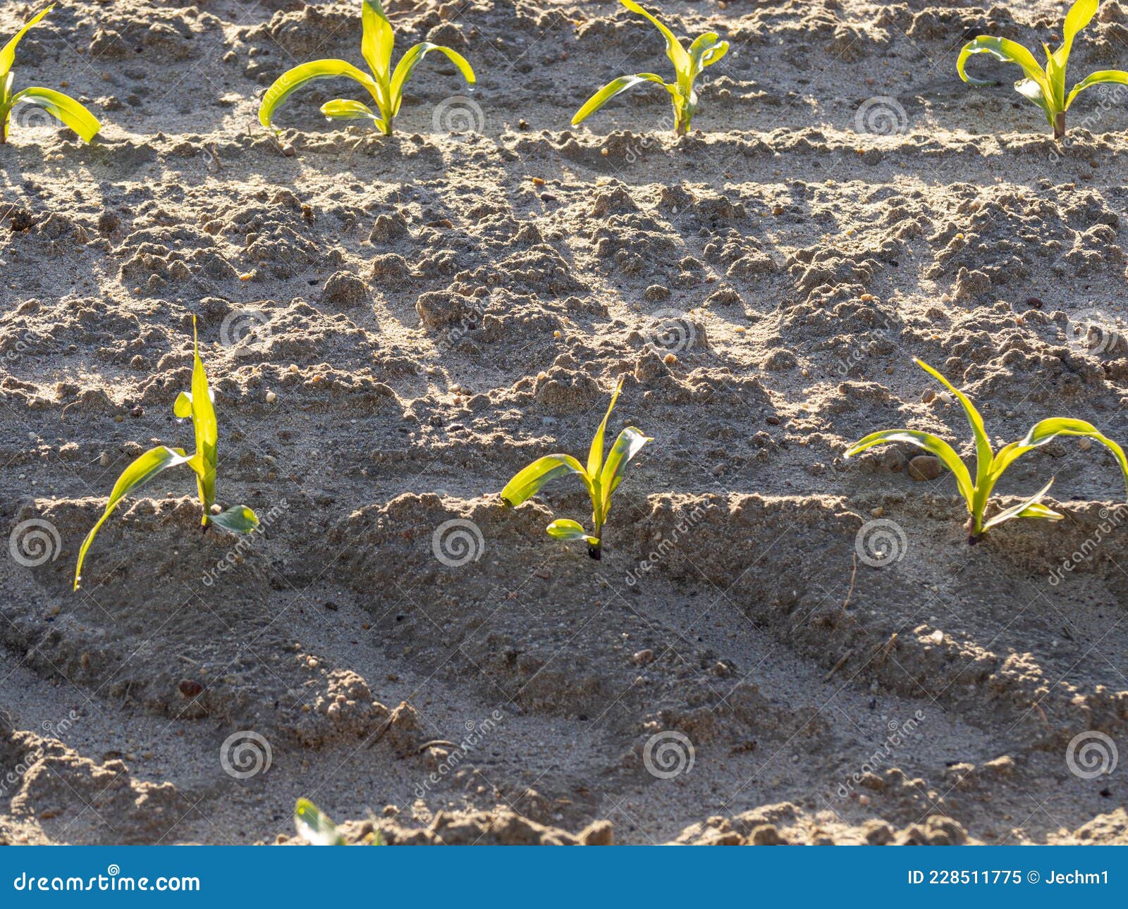 Field Planted with Corn with Small Green Plants Stock Image - Image of ...