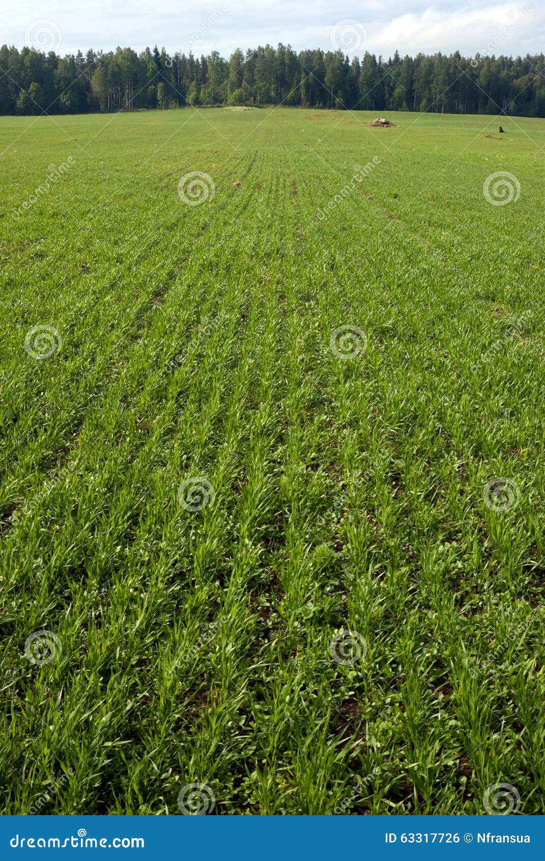 Field Planted with Green Grass Stock Photo - Image of floor, light ...