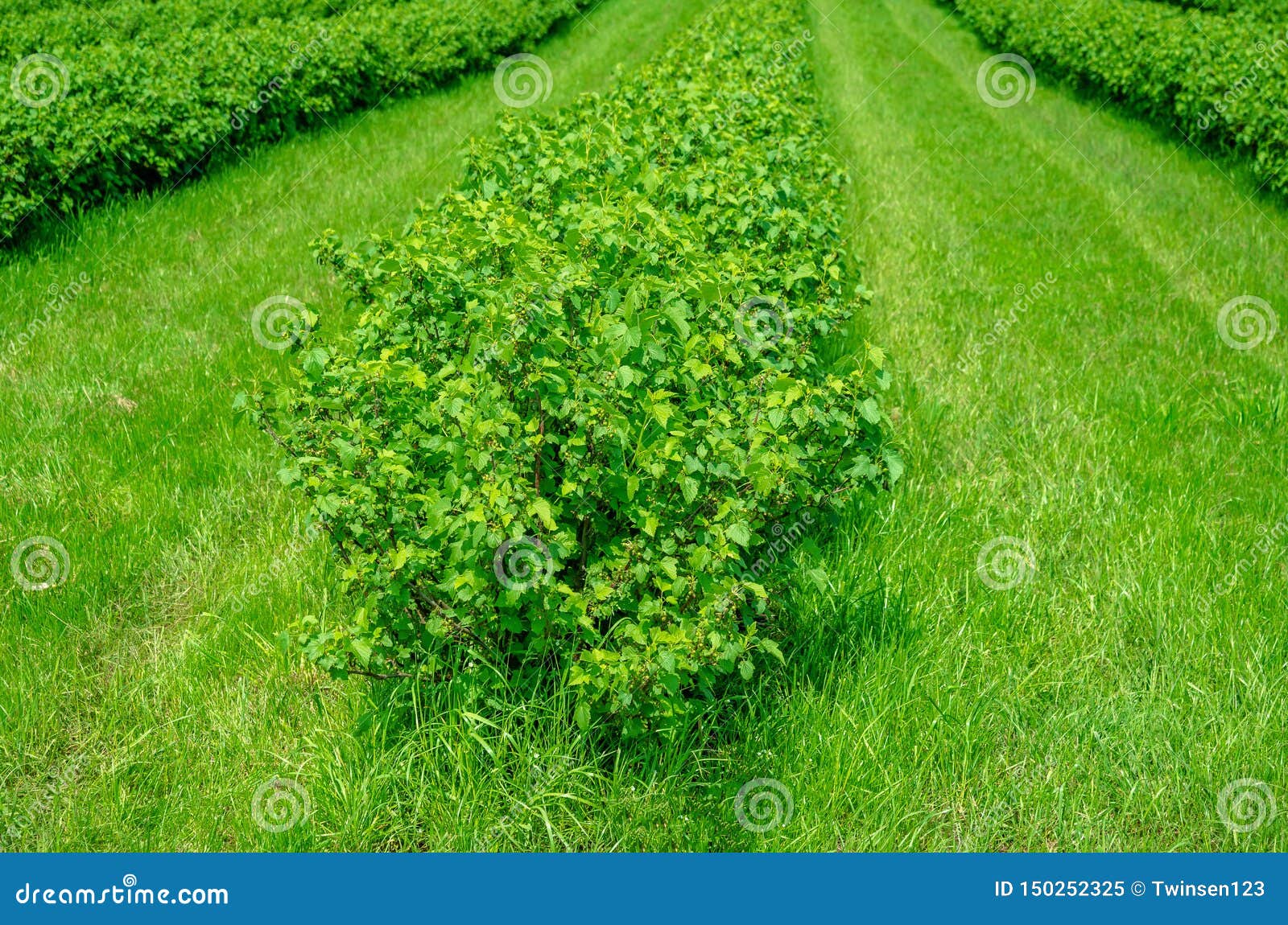 Field is Planted with Rows of Bushes of Black Currant. Agriculture ...