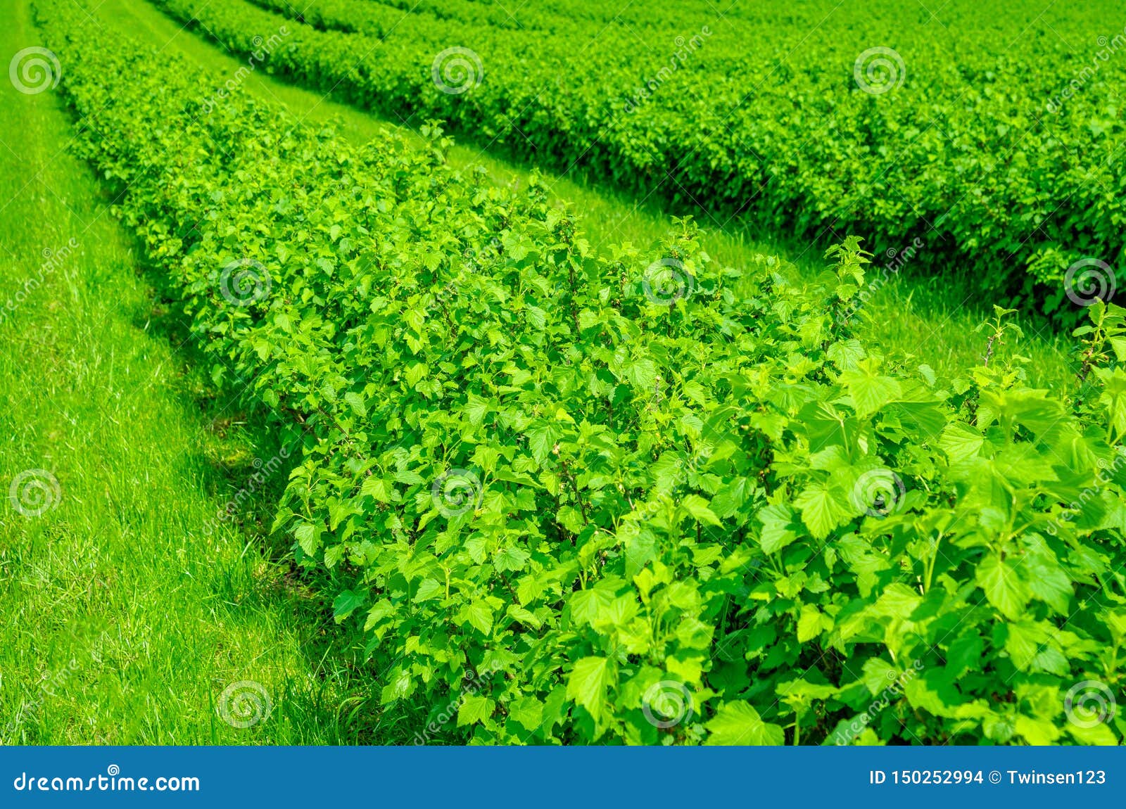 Field is Planted with Rows of Bushes of Black Currant. Agriculture ...