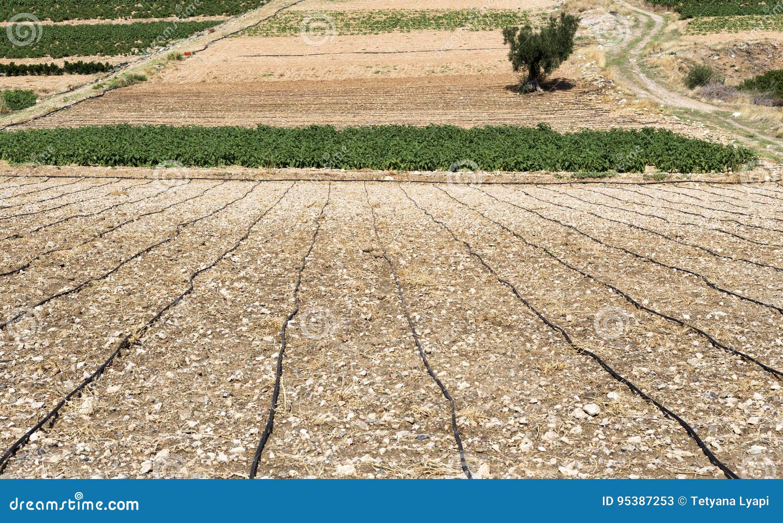 Field before Planting Vegetables Stock Image - Image of harvest ...