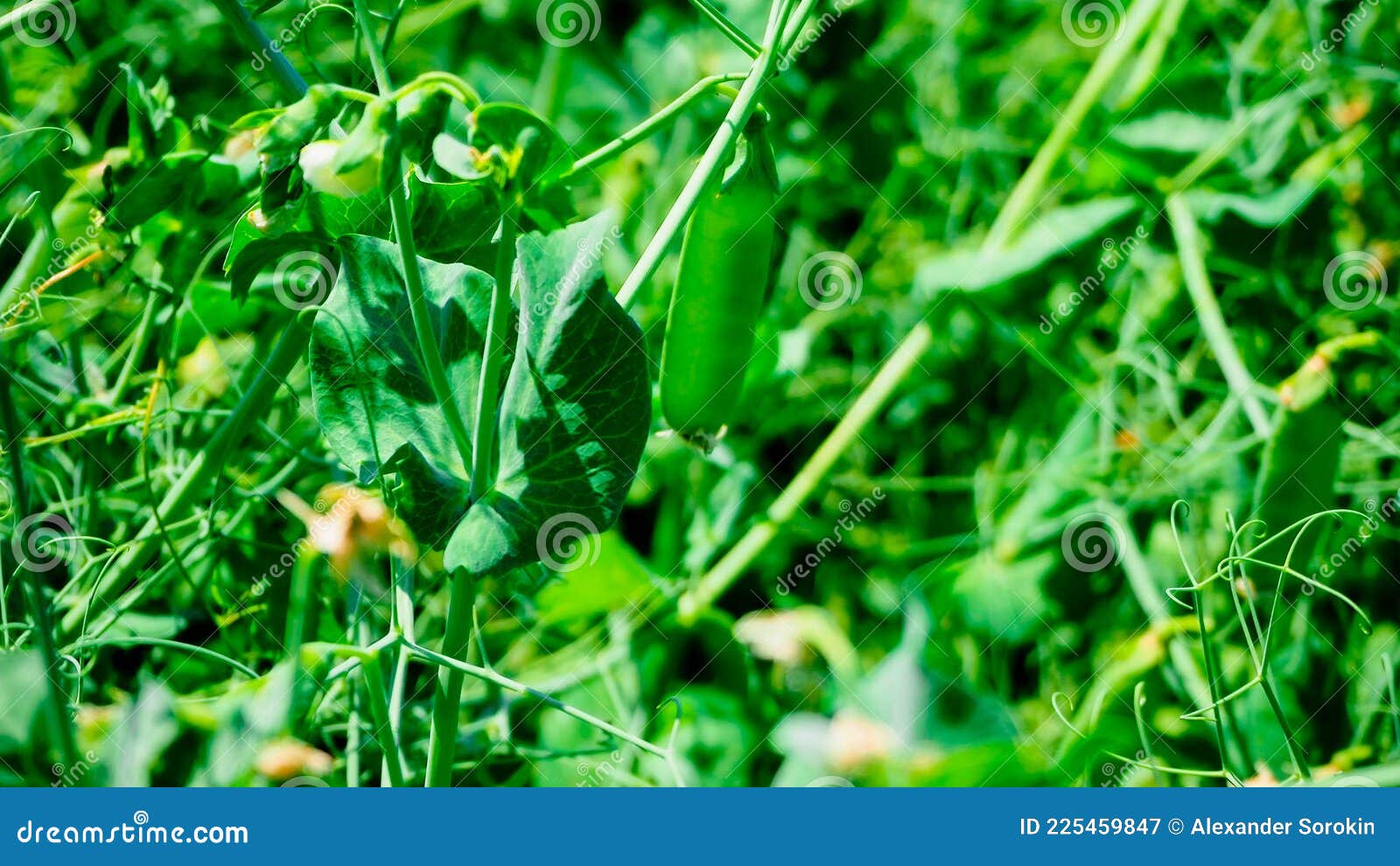 Field and Field Plants in the Middle of Summer Stock Image - Image of ...
