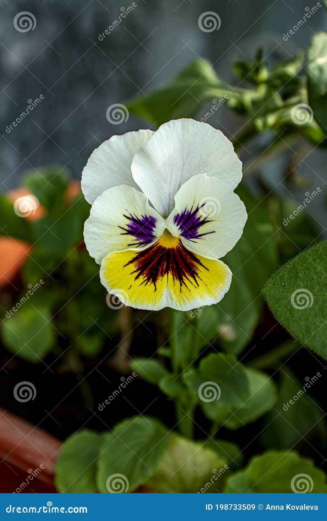 Field Plants. Violet Flower Violet Tri-color Stock Image - Image of ...