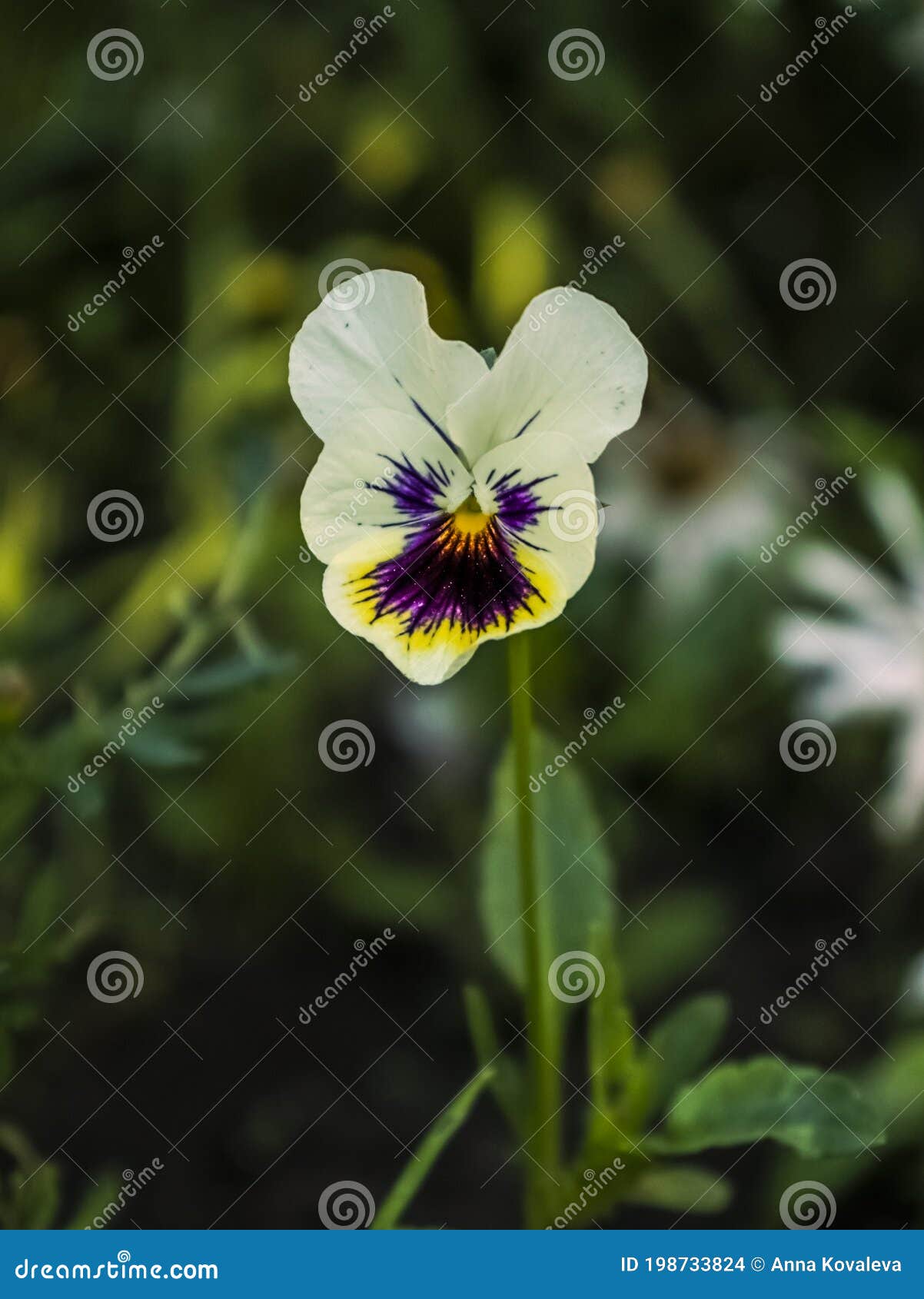 Field Plants. Violet Flower Violet Tri-color Stock Photo - Image of ...