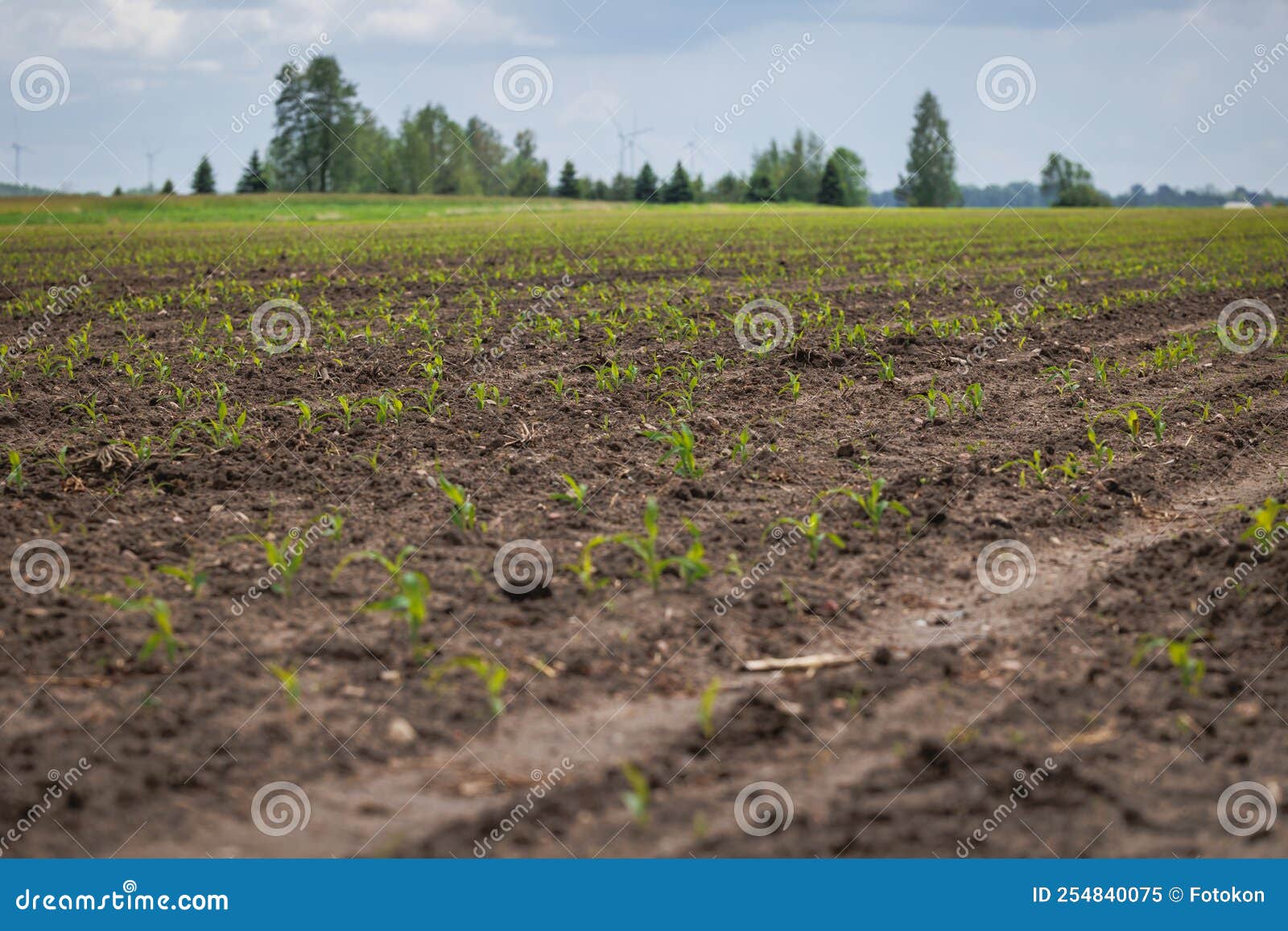 Field in Poland stock image. Image of mazovian, masovia - 254840075