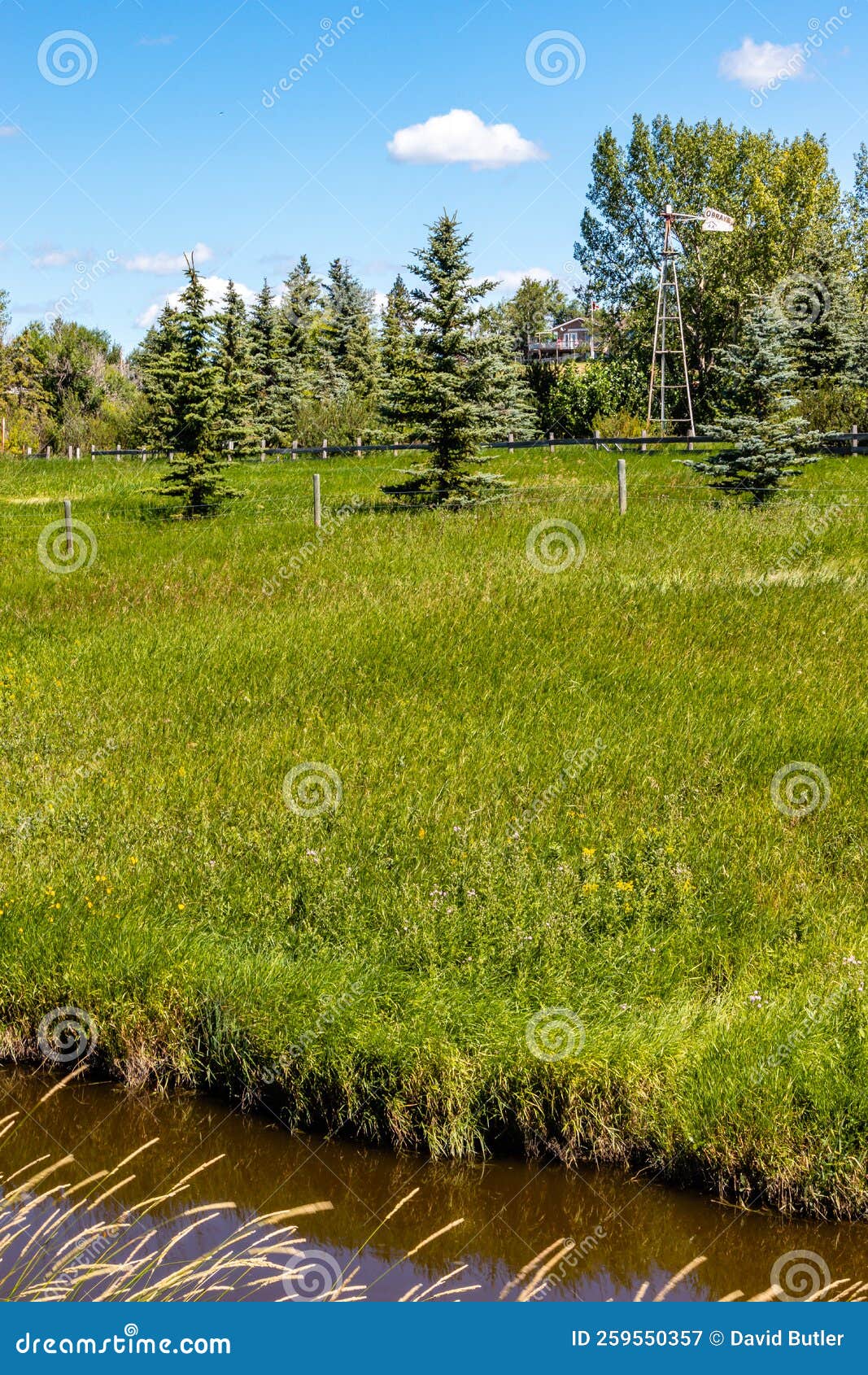 Field and Pond in Summer. Rockyview County, Alberta, Canada Stock Image ...