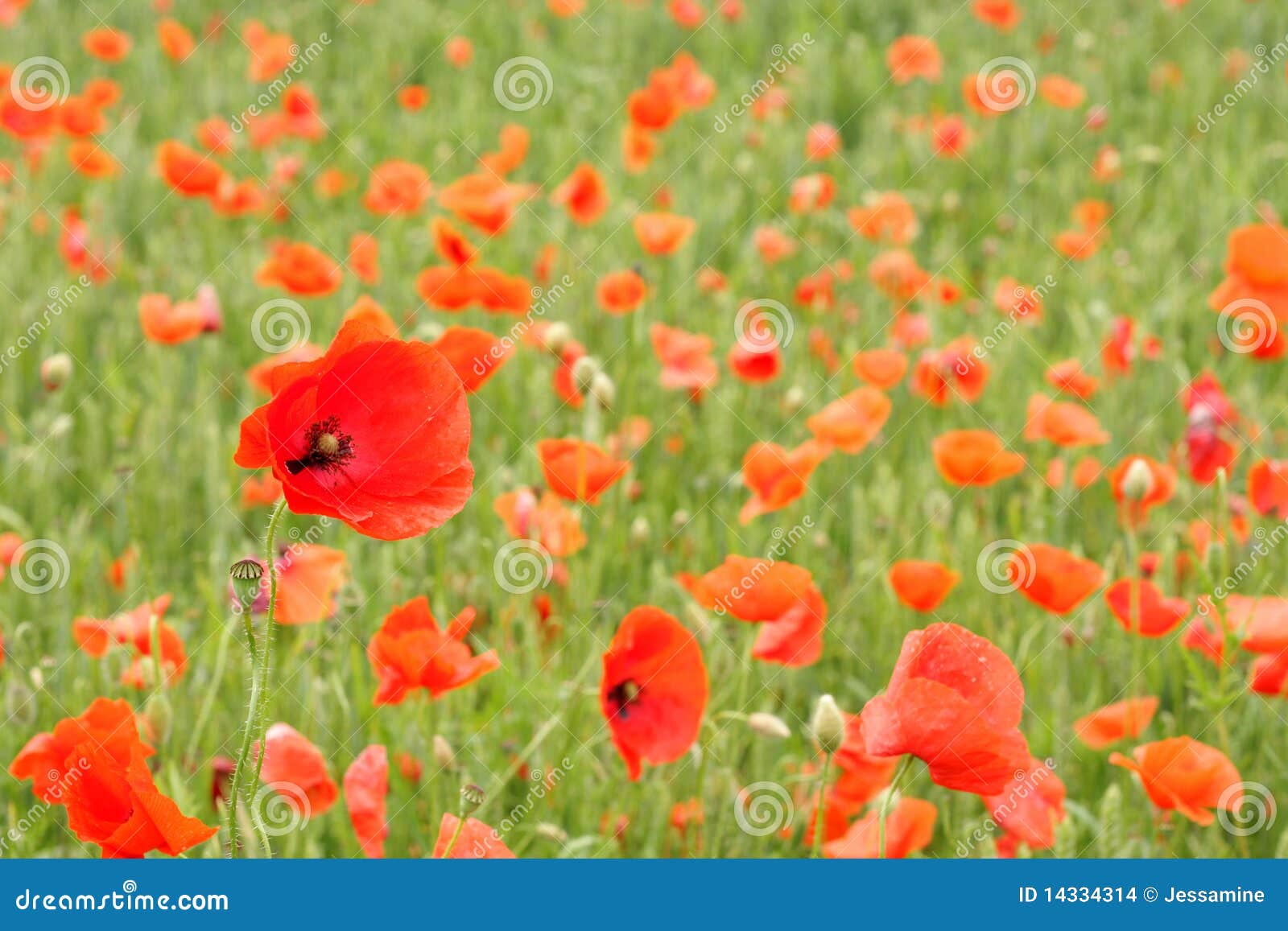 Field of poppies stock photo. Image of countryside, meadow - 14334314