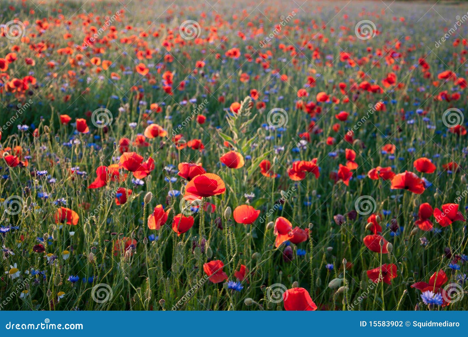 Field with poppies stock photo. Image of farm, countryside - 15583902