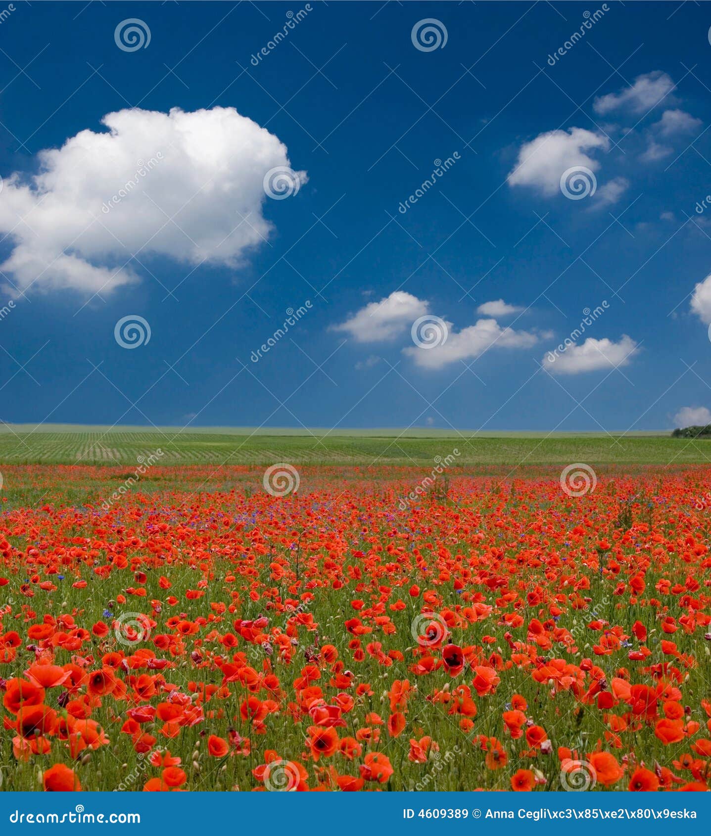 Field of Poppies with Blue Sky Stock Image - Image of pasture, leaf ...