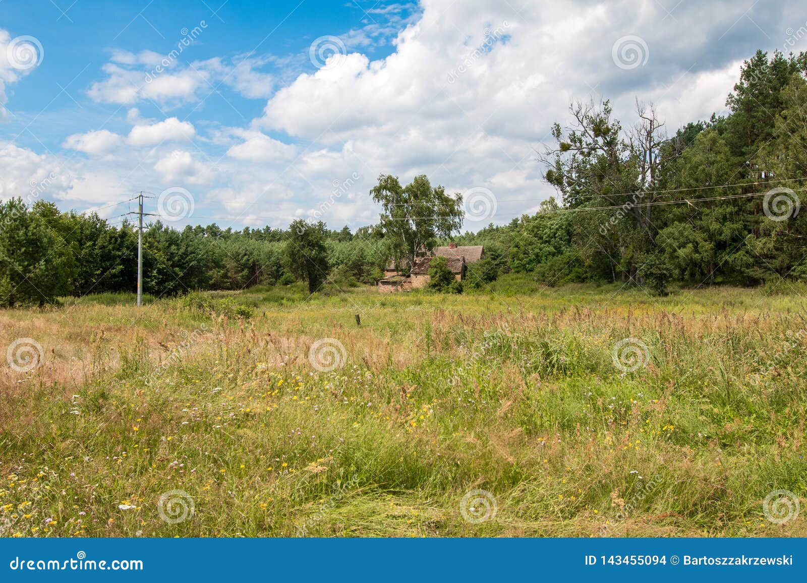 Field of Poppies in the Broad Perspective Stock Photo - Image of field ...