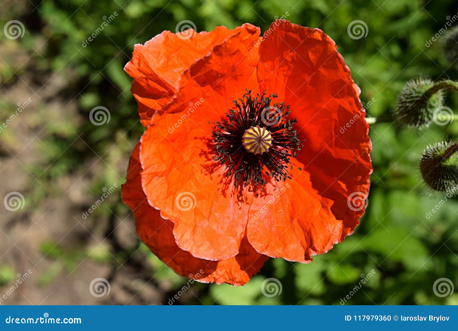 Field of poppies stock photo. Image of floral, grass - 117979360