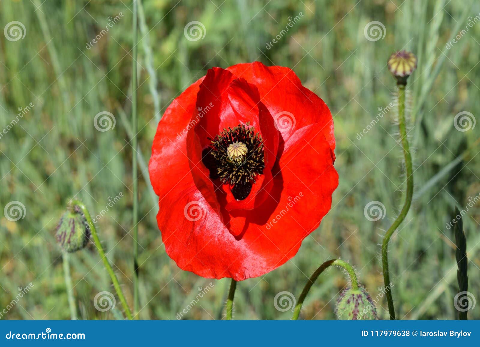 Field of poppies stock photo. Image of botany, grow - 117979638
