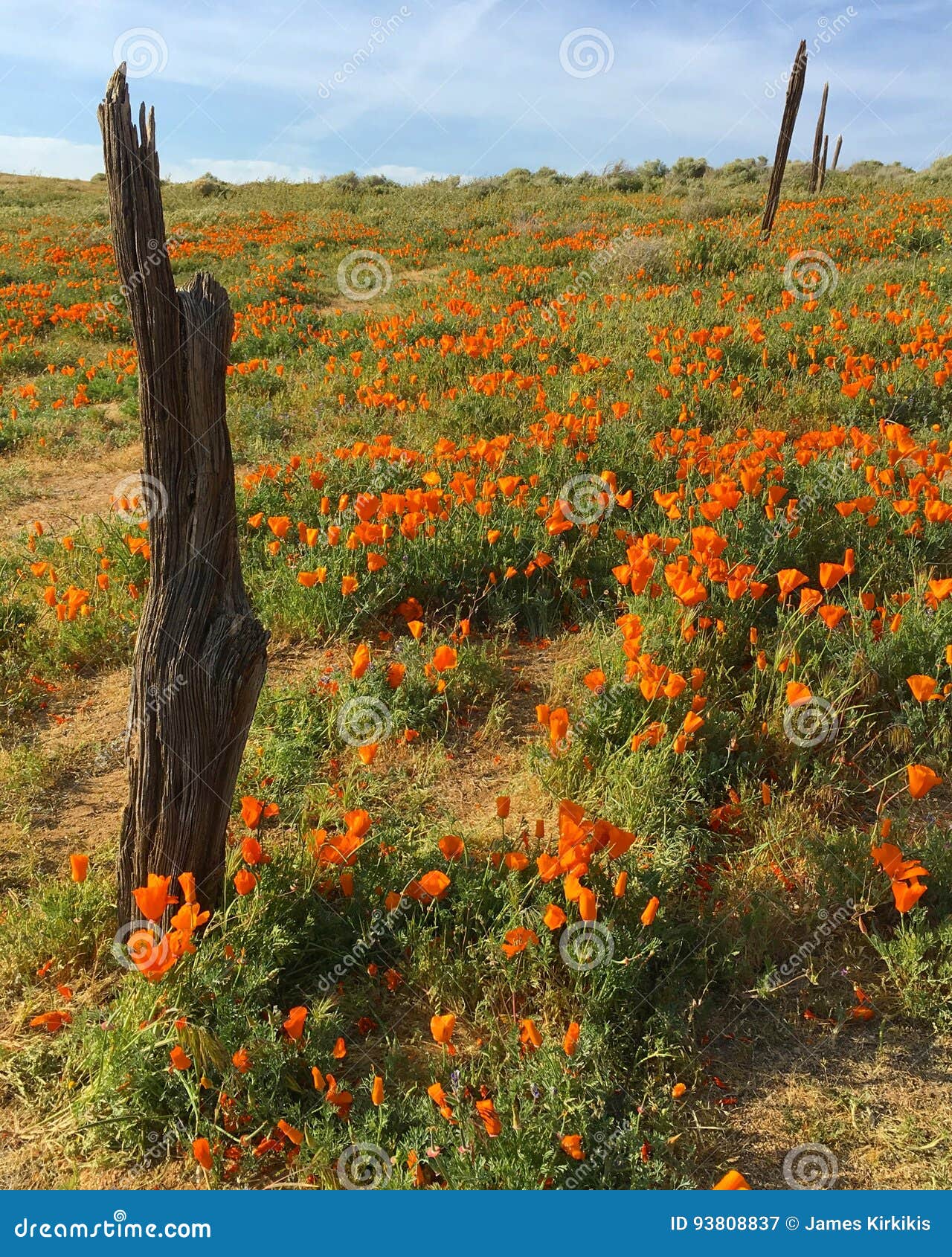 Field of Poppies stock image. Image of beautiful, filled - 93808837